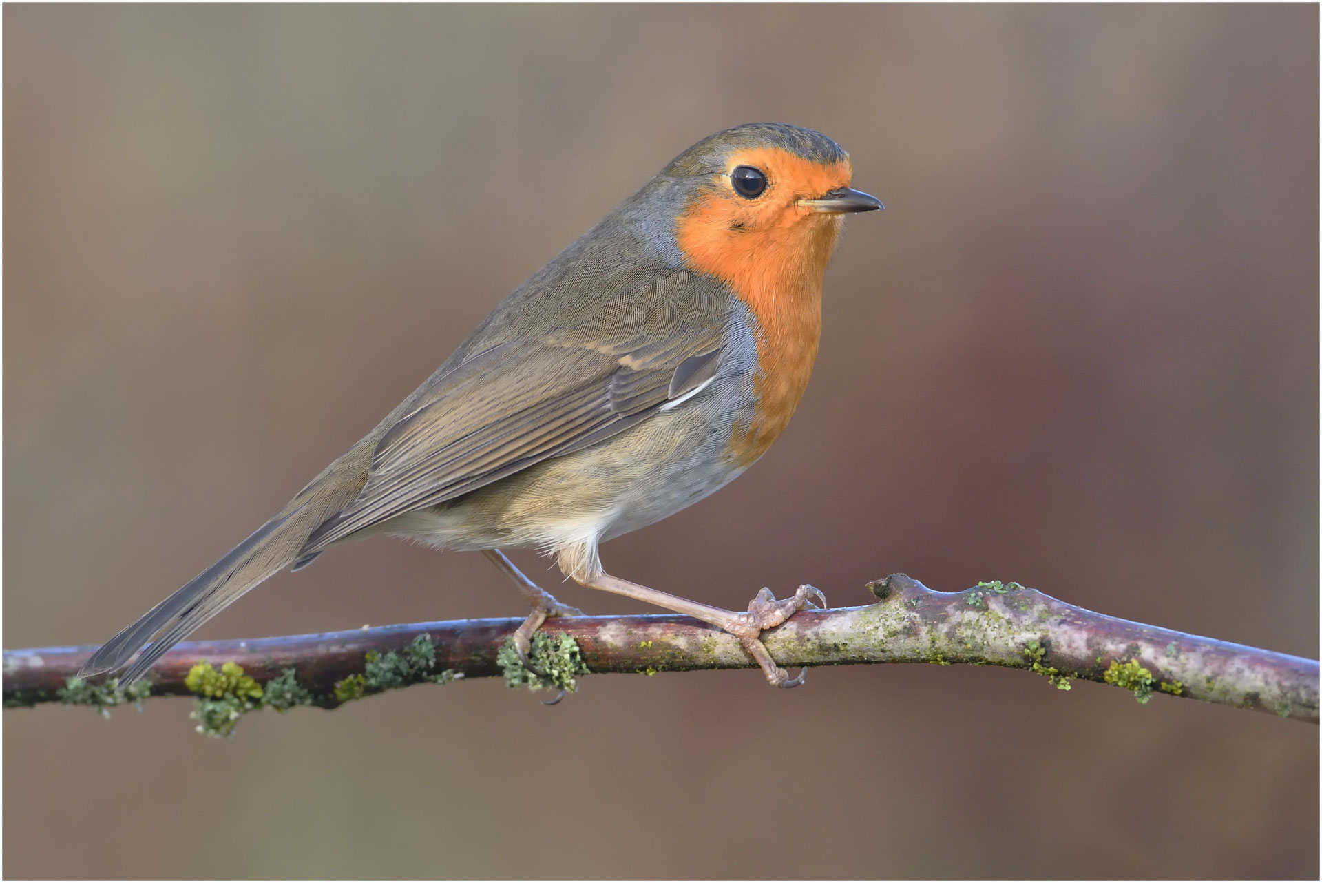 roodborstje - natuurfoto De website van vanhovepaul!