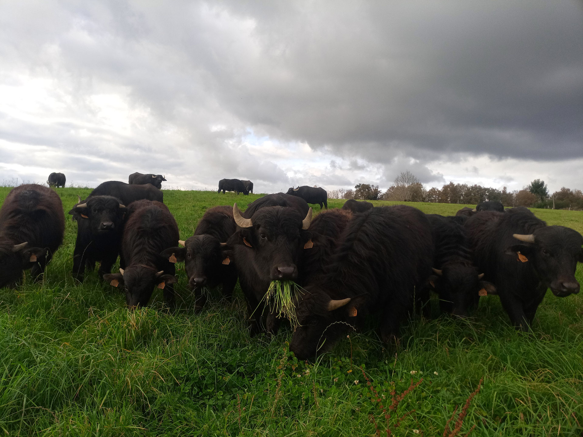 L'Exploitation/Photos Bufflonnes - Buffa'LaubenQ