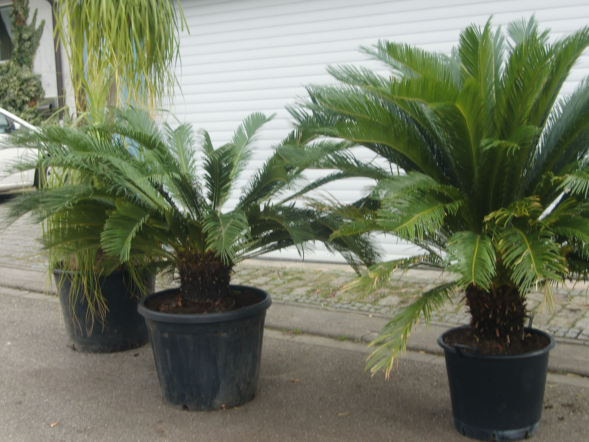 Cycas Revoluta Winterhrte