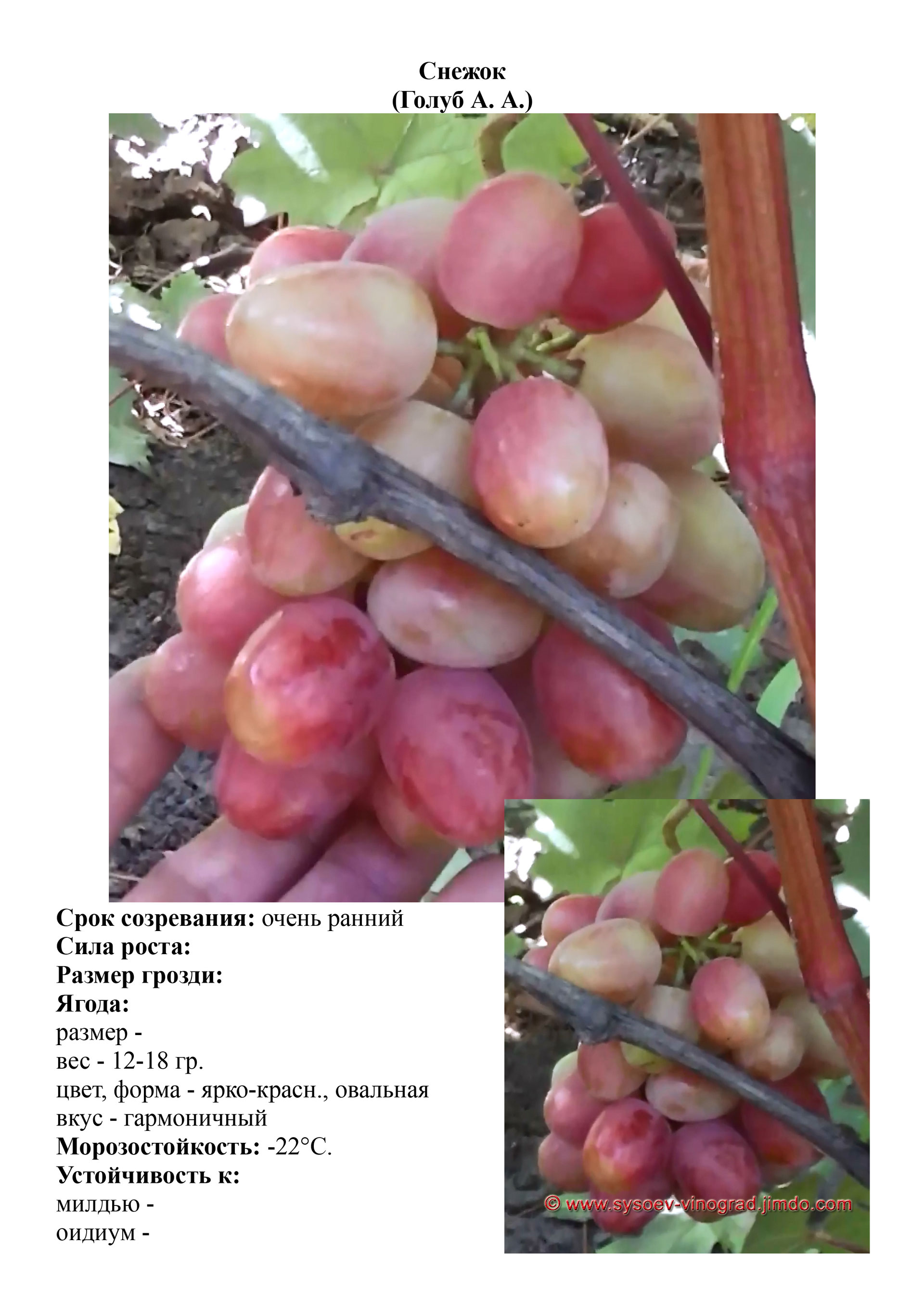 Снежок - саженцы винограда