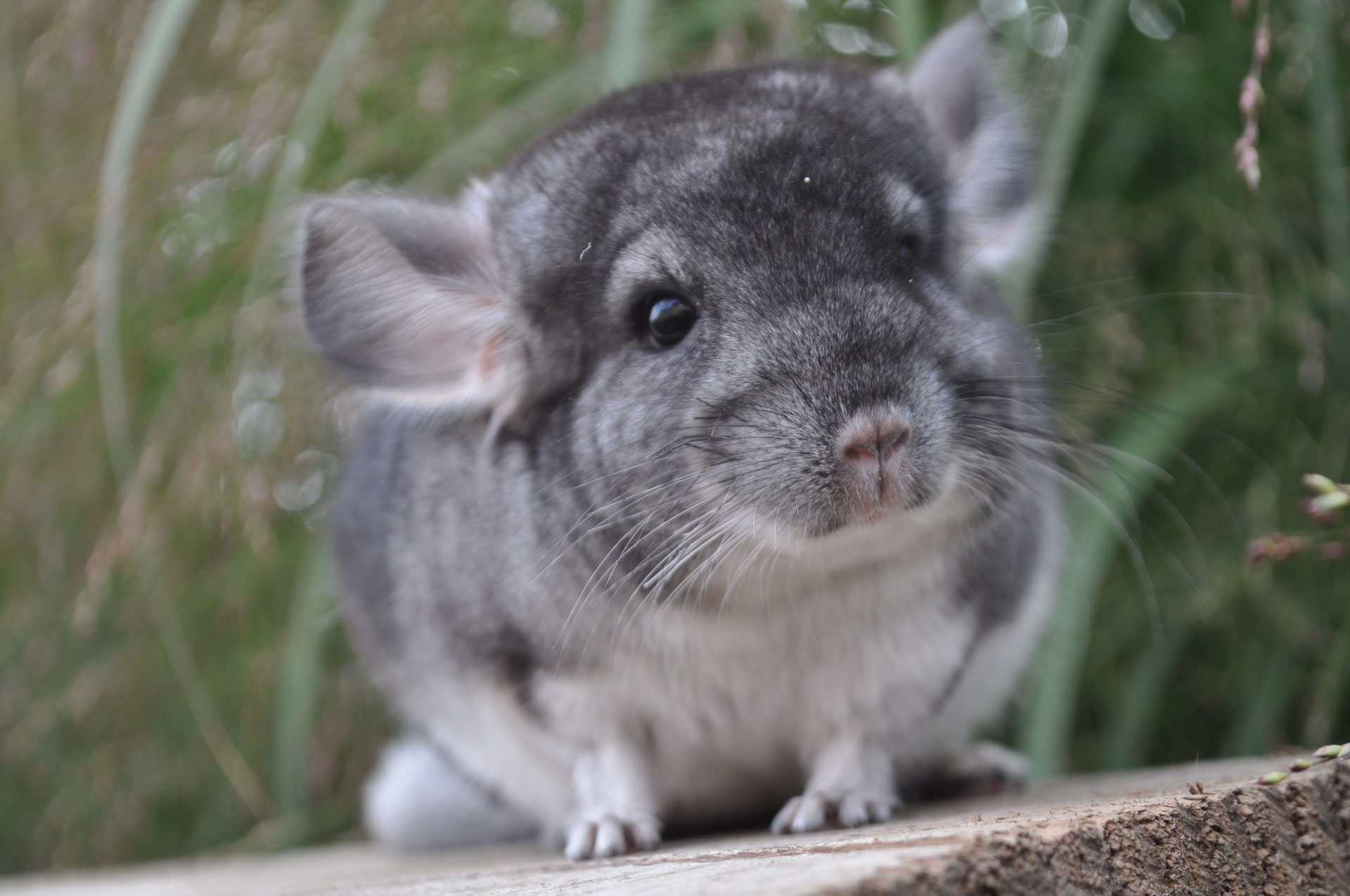 News - Site de chincholla