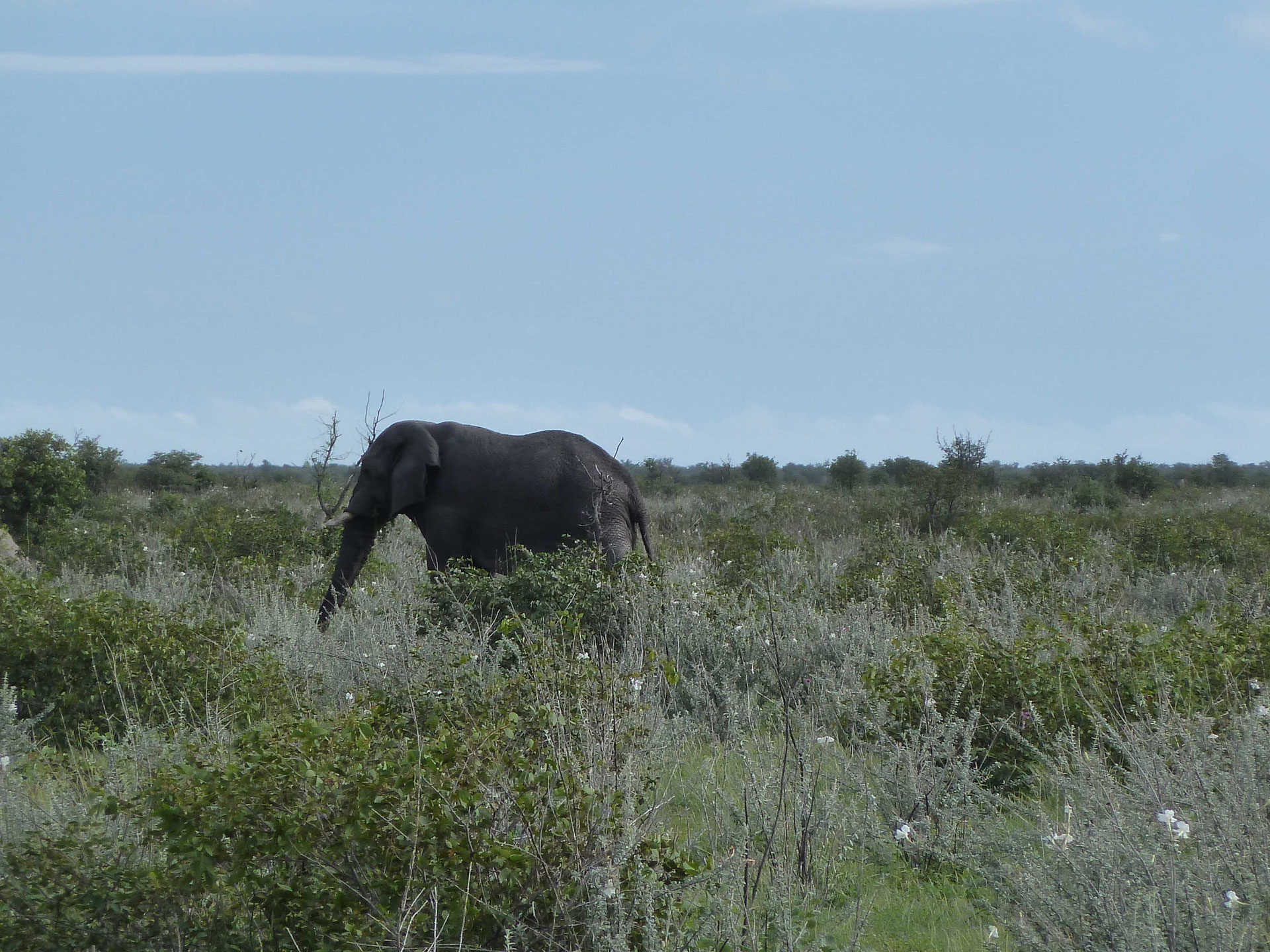 Le safari - Site de voyages-serge-viviane