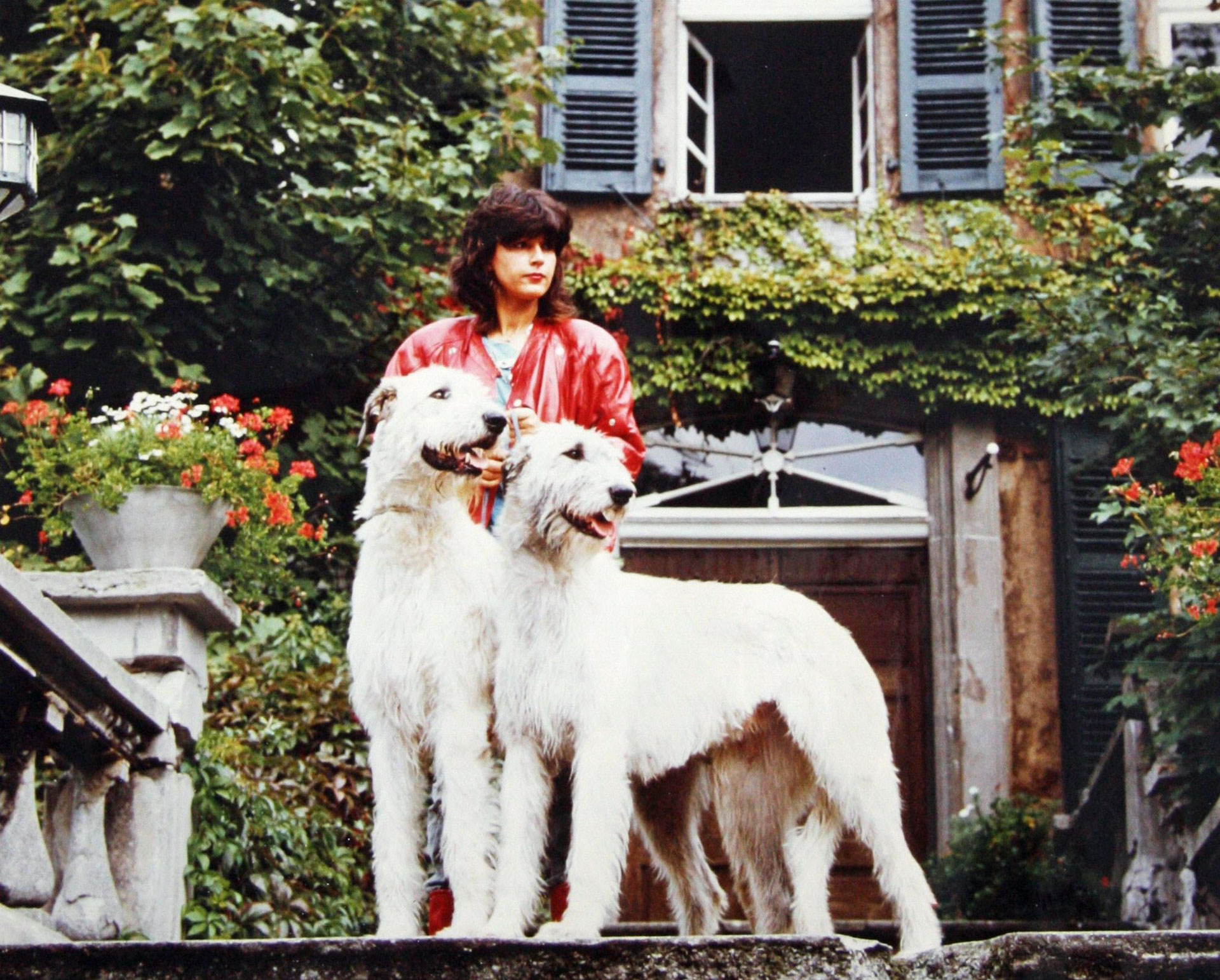 ARD RI English - Irishwolfhound-Kennel