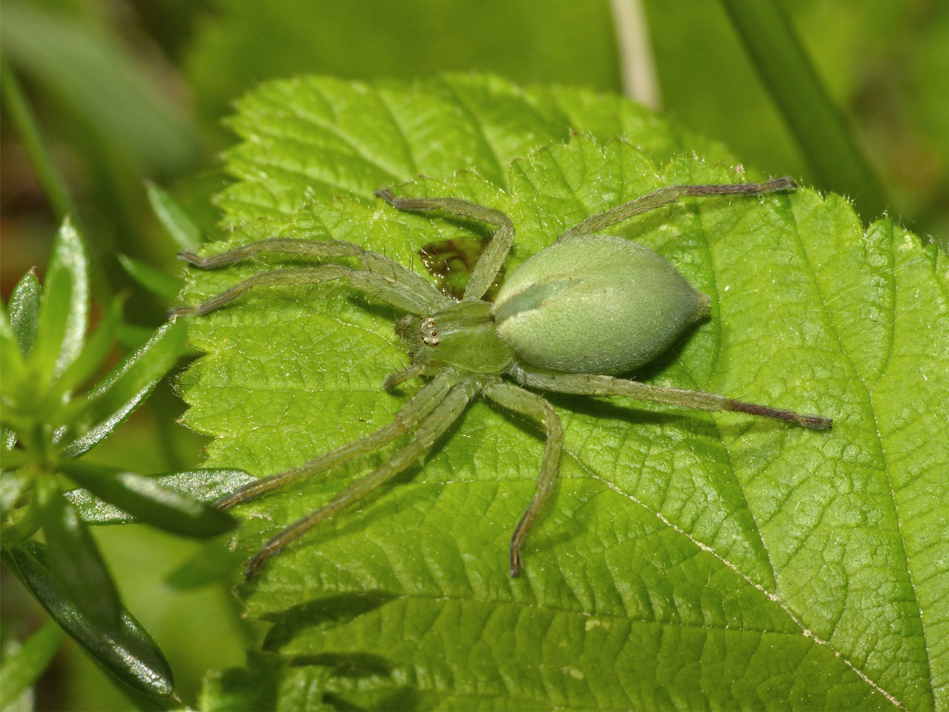 SPIDERS - Benvenuti su aosta-nature!