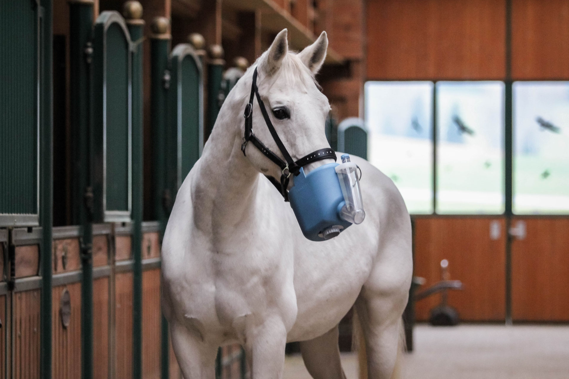 Inhalation - Pferdetraining Alexa Widmer - Für Pferde gedacht