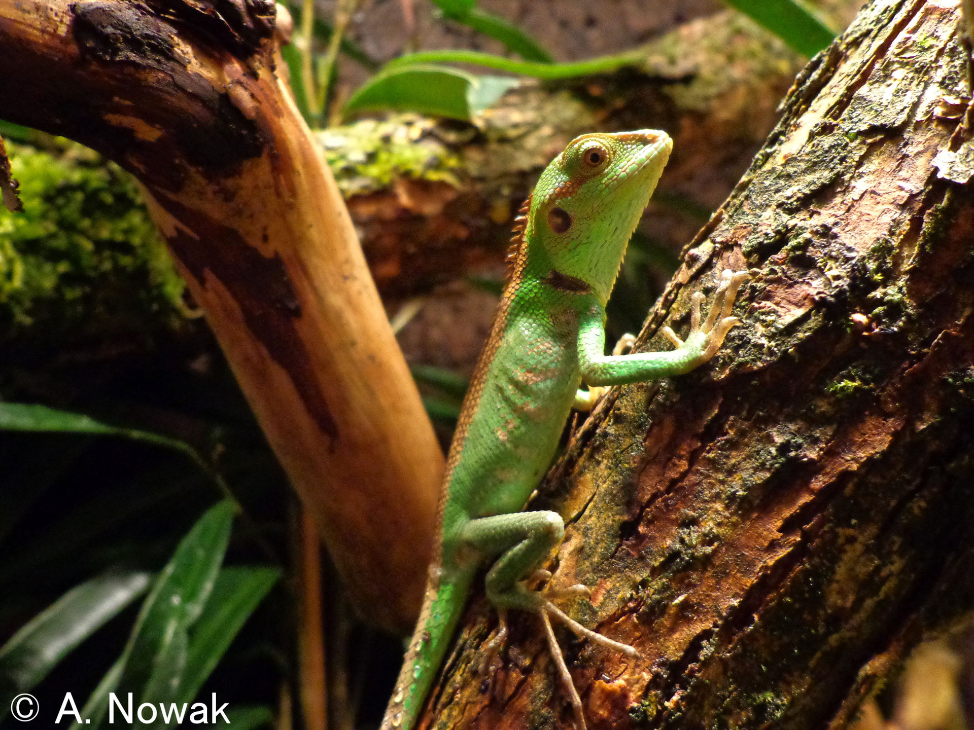 Calotes nigrilabris - Zucht und Haltung australischer Warane und Echsen