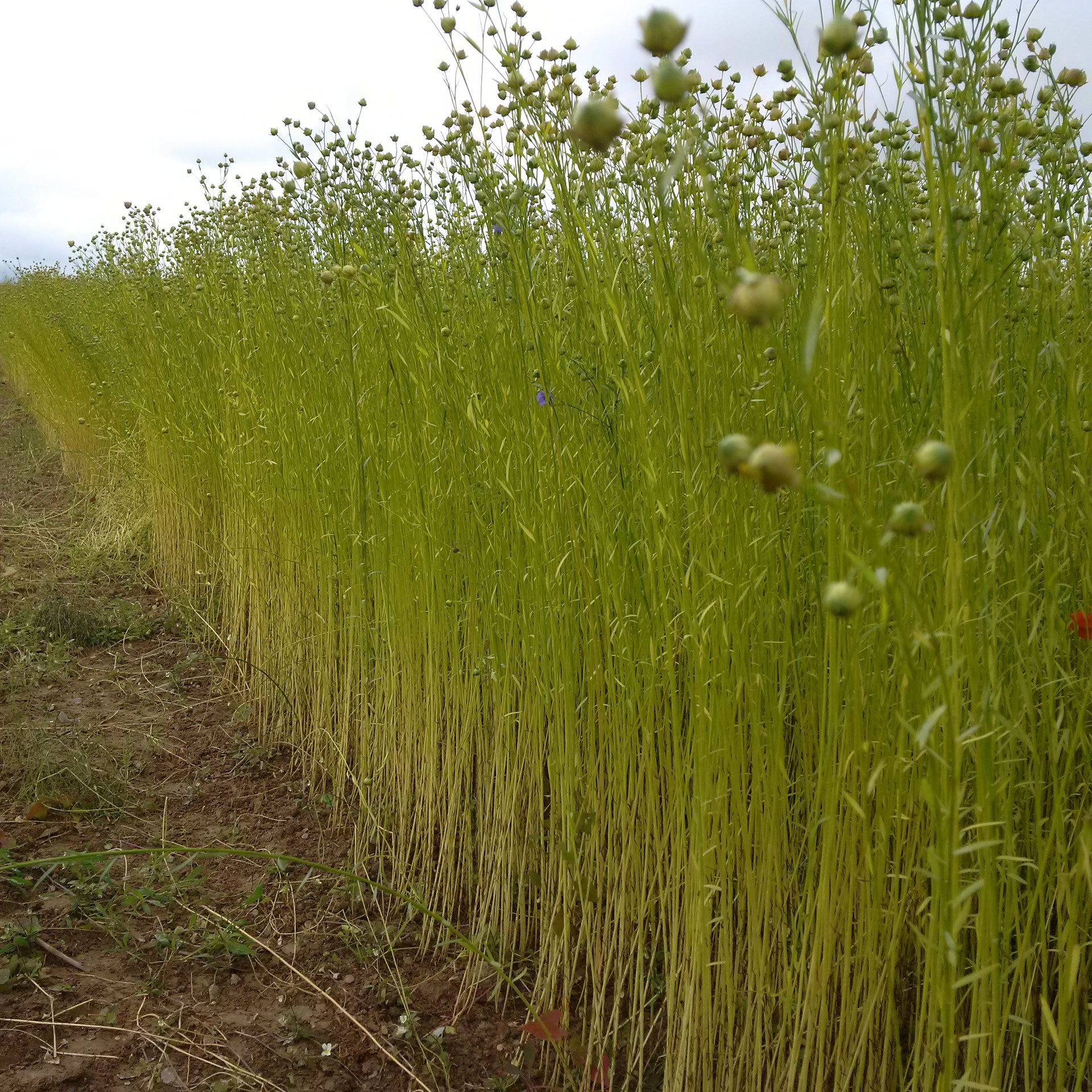 Flachs (Linum usitatissimum L.) - naturfaserverbands Webseite!