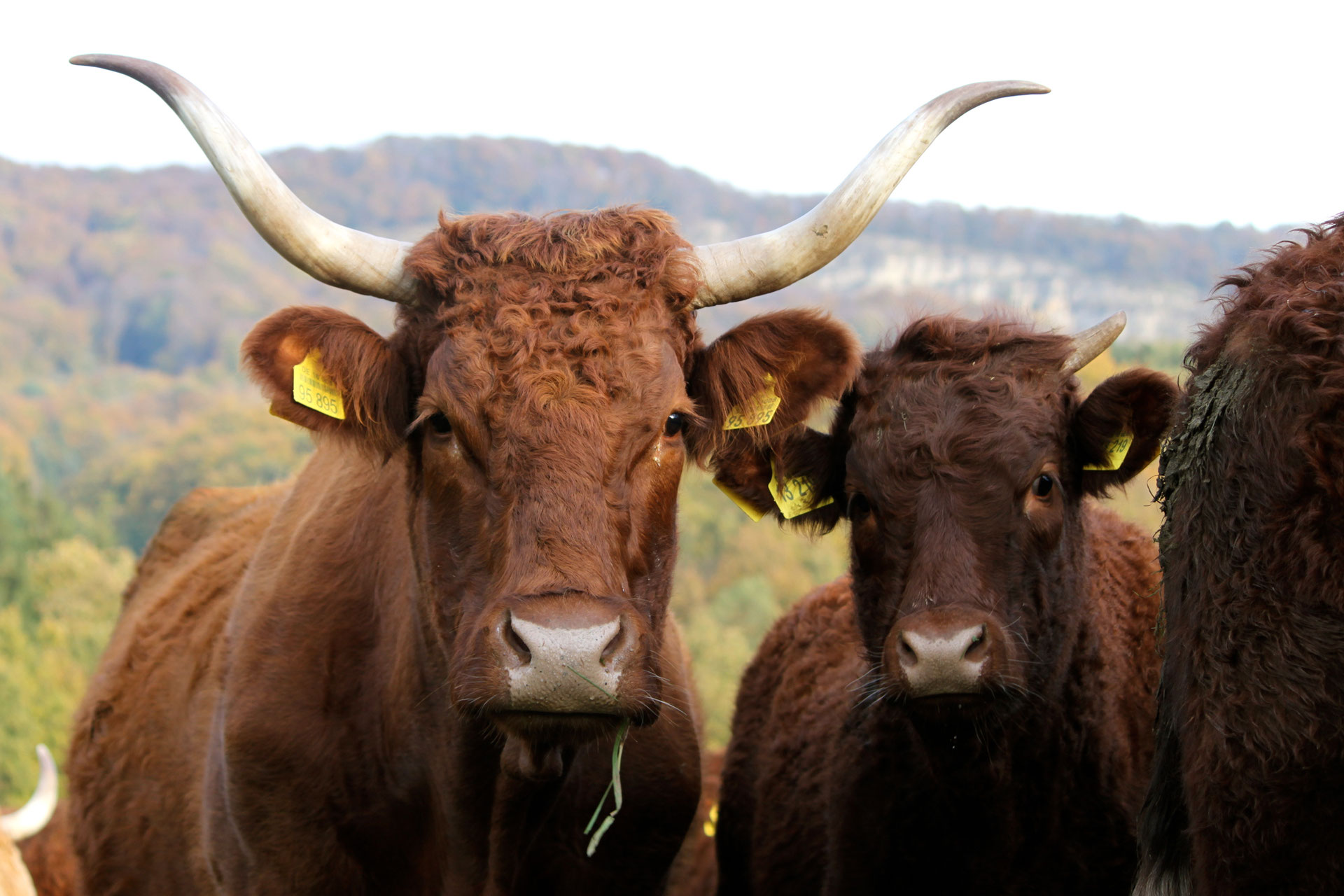 Salersrinder - Inselhof Dietzenrode