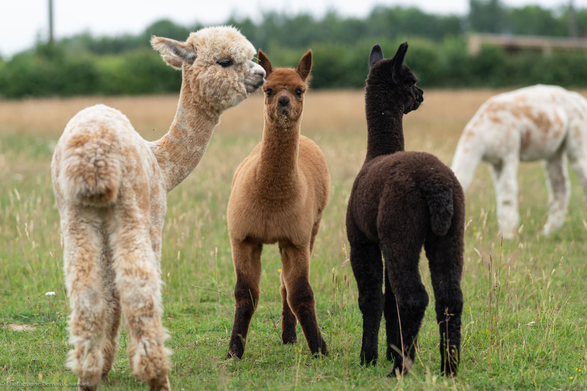 élevage et vente d'alpagas du Marais de Clastres/ - Les alpagas de la ...