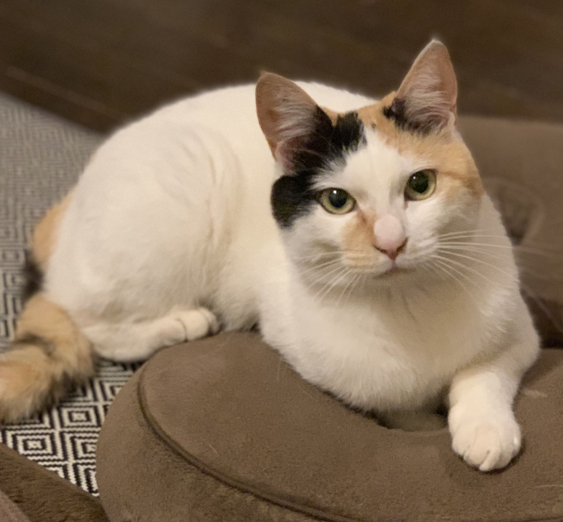 プロフィール - mayudama-healing ページ！