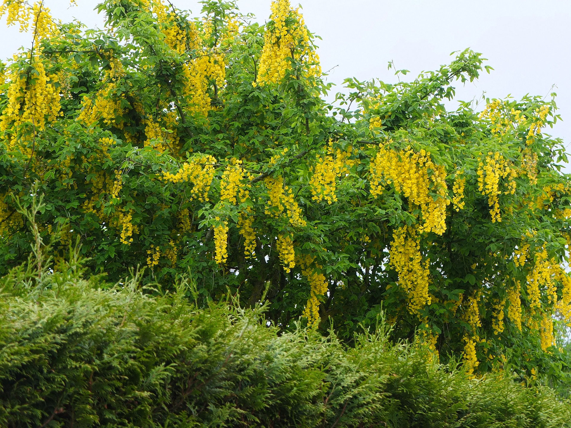 Les arbres, arbustes, buissons sur mon chemin - Fleurs des sentiers ...