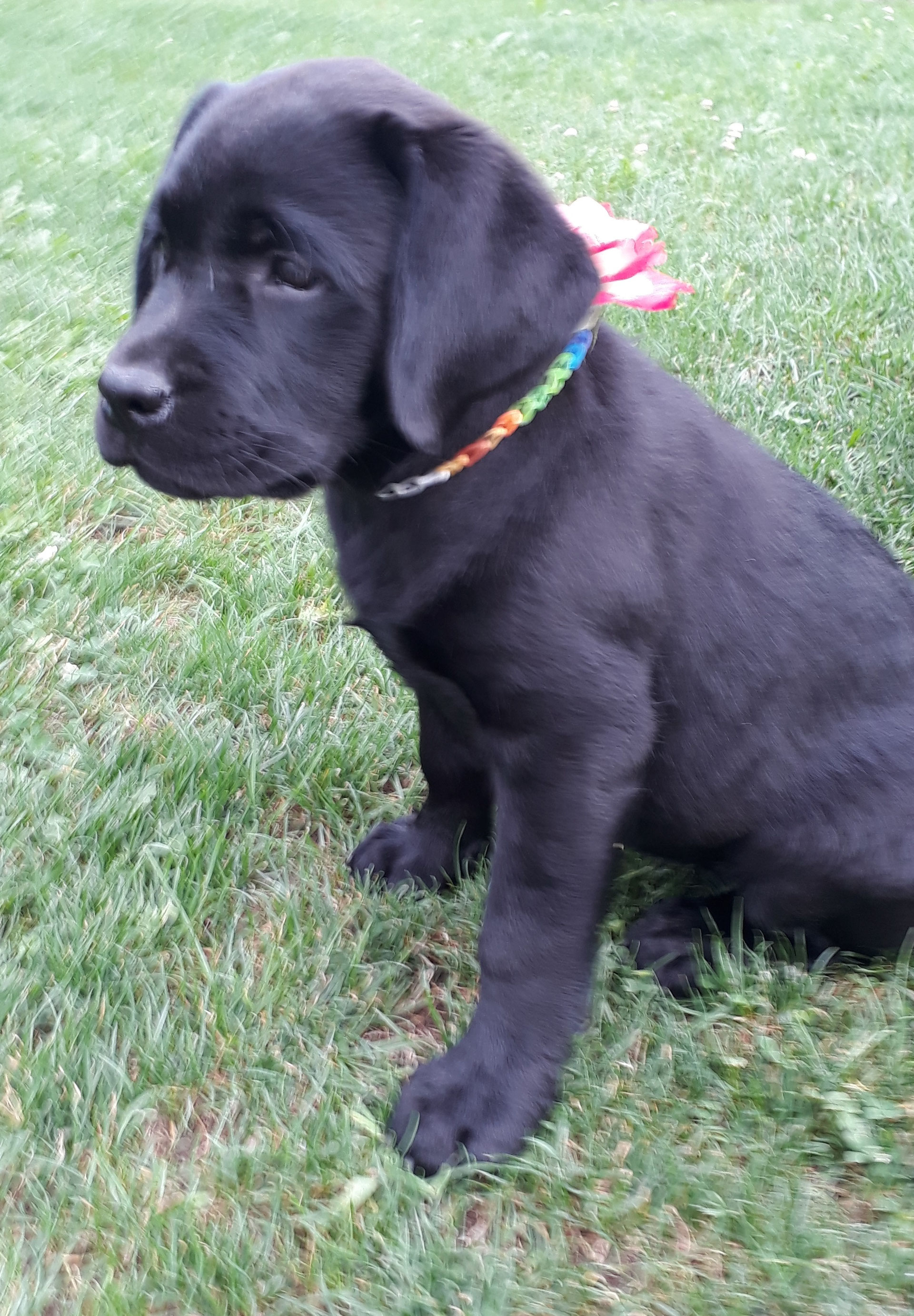 Wurf / -planung - Dual Labrador