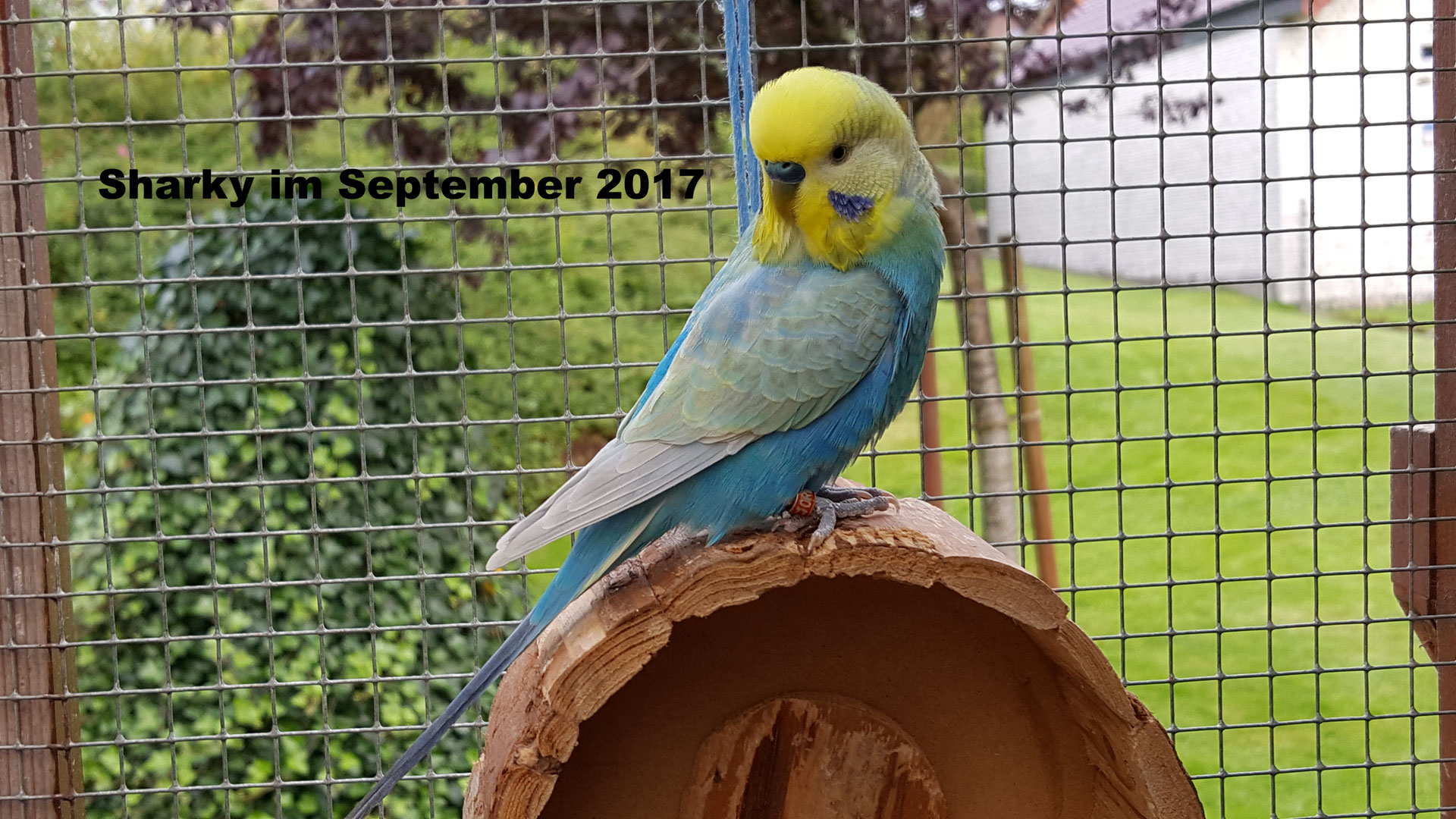 Funkelsterne - Wellensittichzucht Funkelsterne