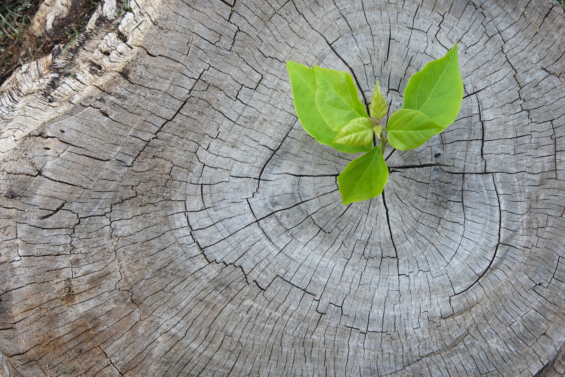 Management de l'innovation - inventio