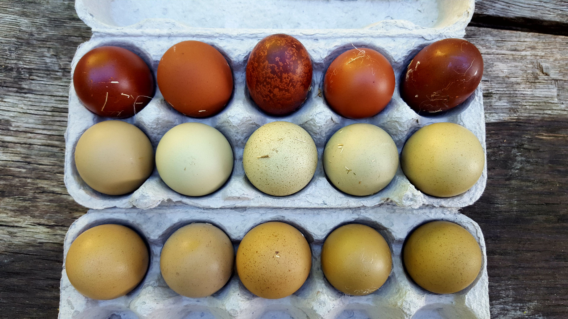 Willkommen auf der -Cocky Locky Farm- - Naturbunte Eier von alten ...