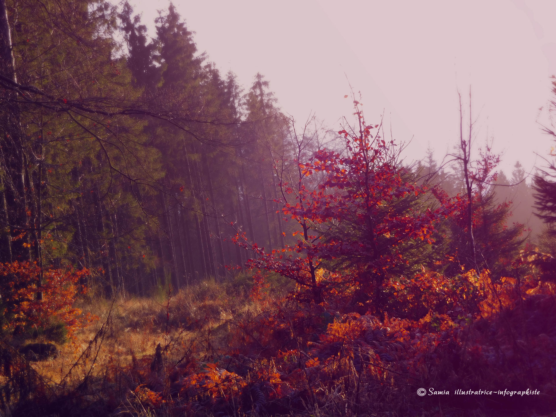 Photographie - Site de ash-samia