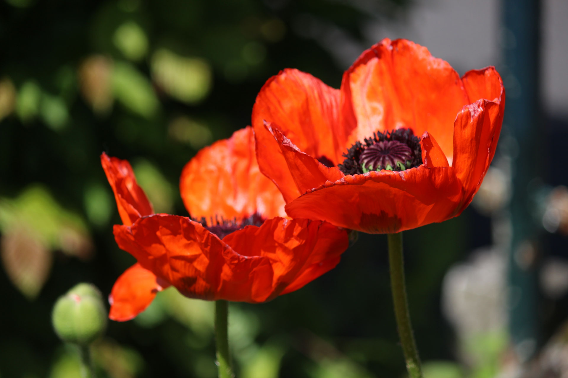 Peter Scheidt - Peter Scheidt Fotospeicher