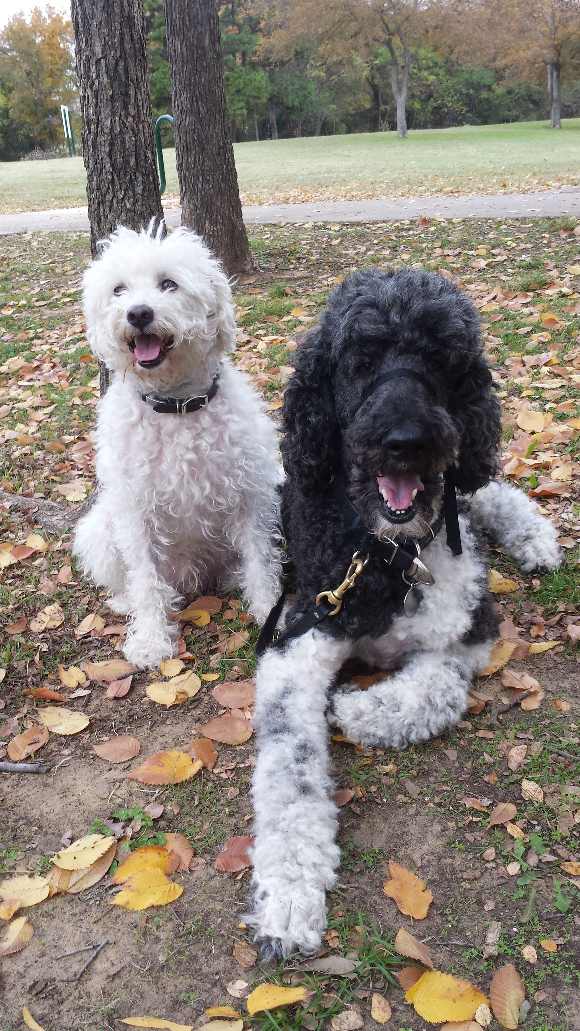 Tai Chi Dogs - Flowing Mobility Tai Chi