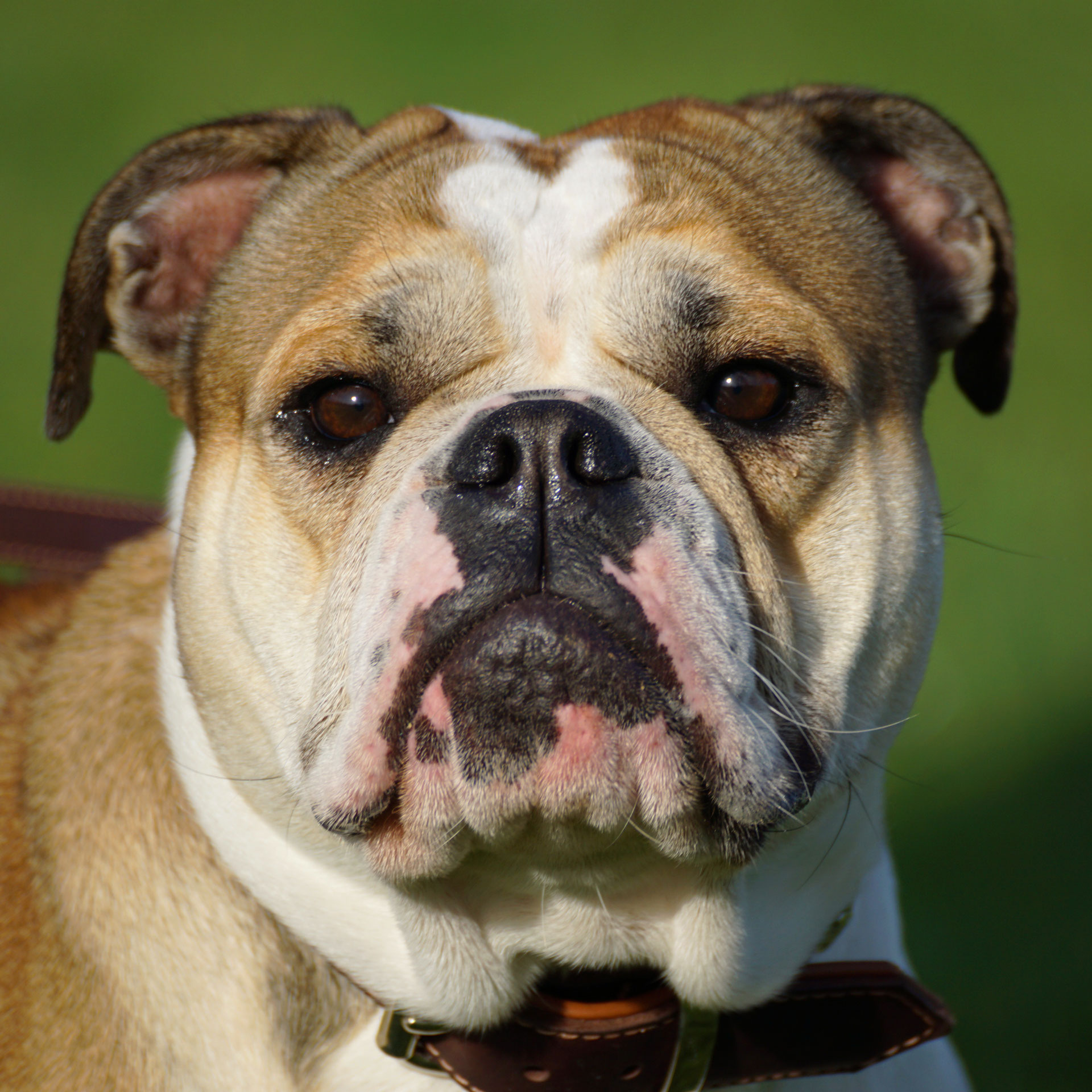 Hallo Continental Bulldog Freunde - Continental Bulldog Ranch Benjor ...