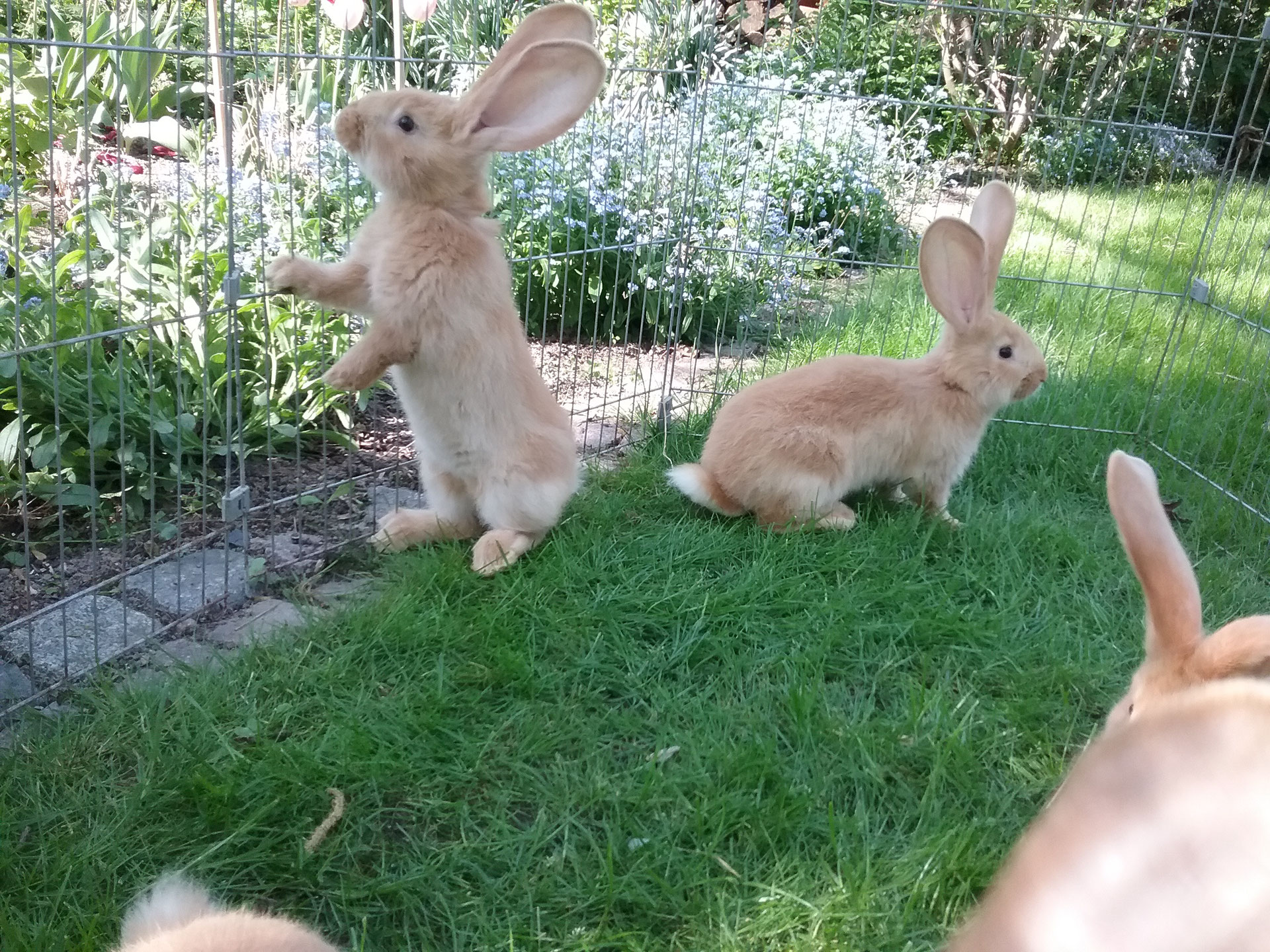 Bildergalerie - deutsche-riesen-gelb-beudens Webseite!