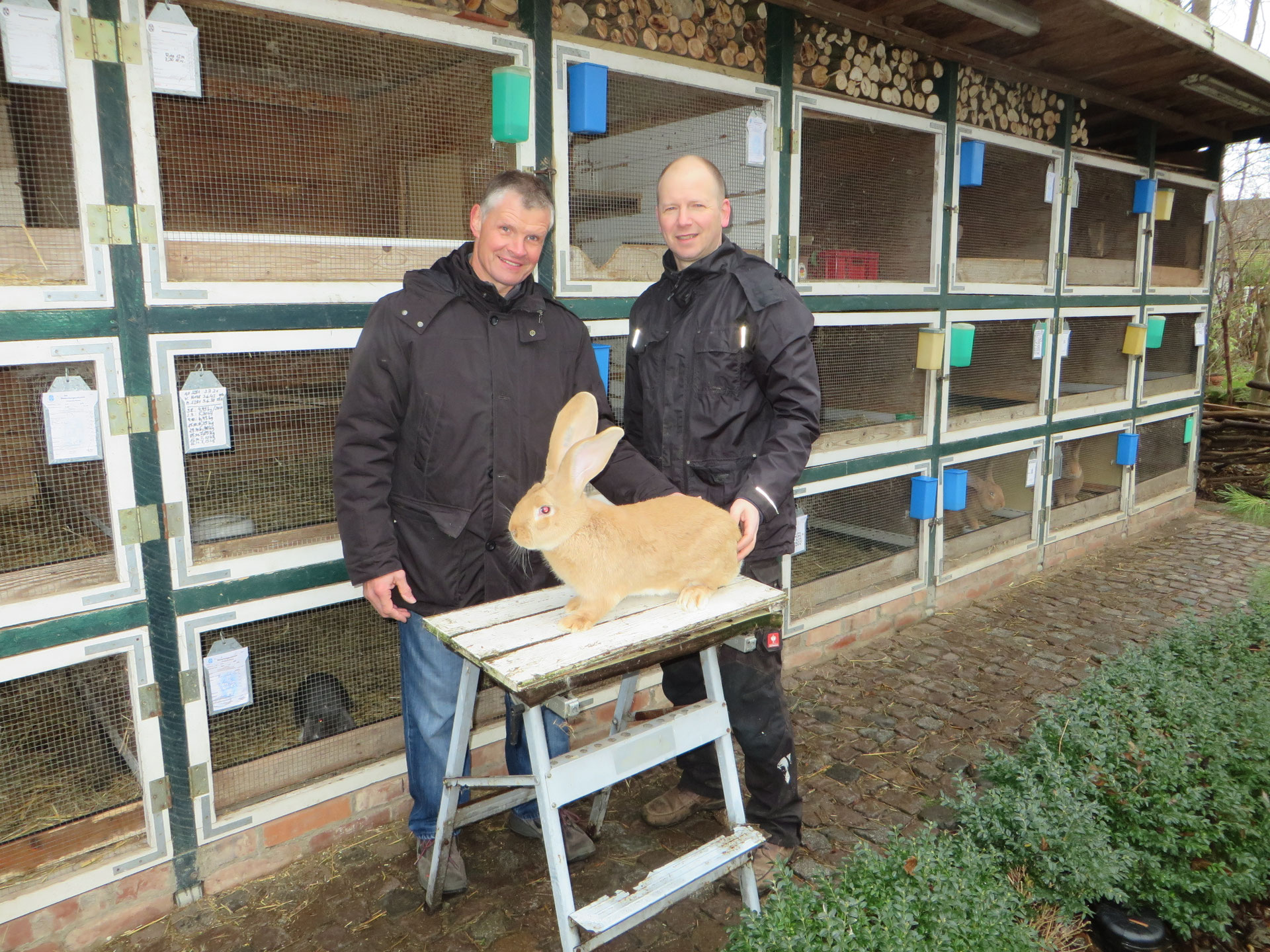 Headline - deutsche-riesen-gelb-beudens Webseite!