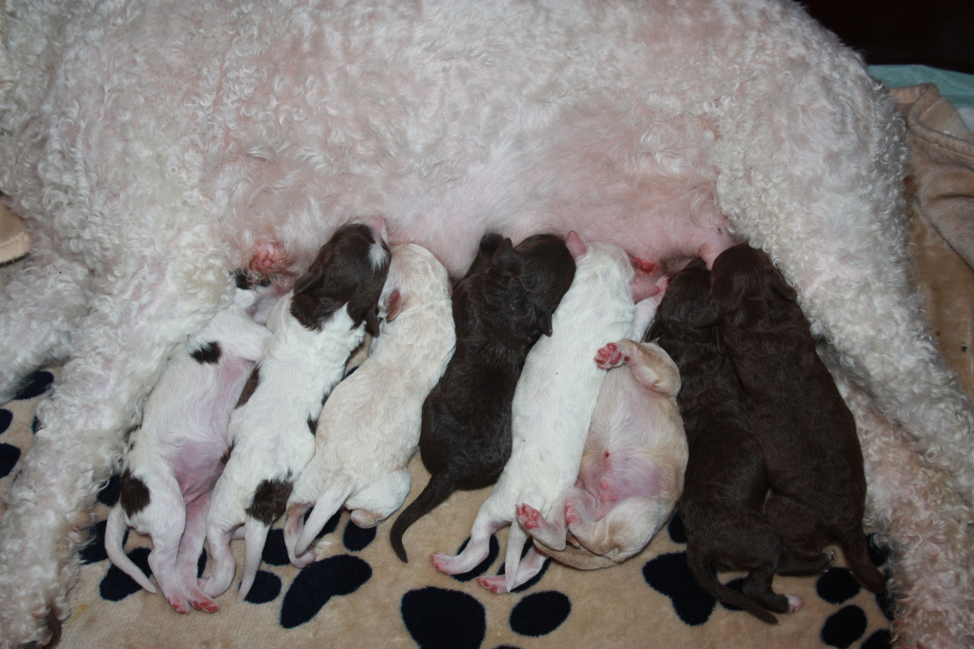 de bevalling en wat vooraf ging - De Wollige Hond