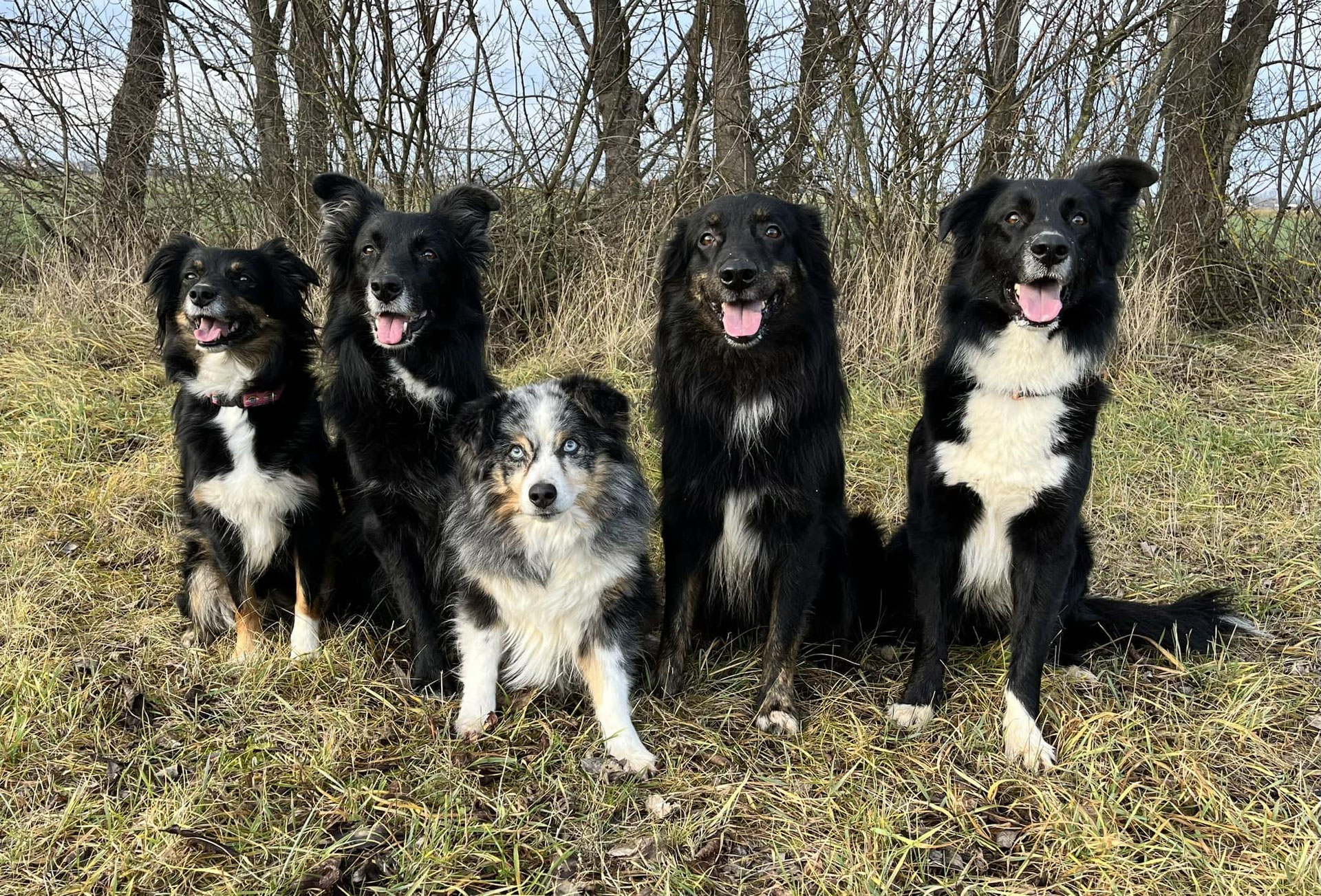 Ruff 'n' Tuff Aussies - ruffaussiess Webseite!