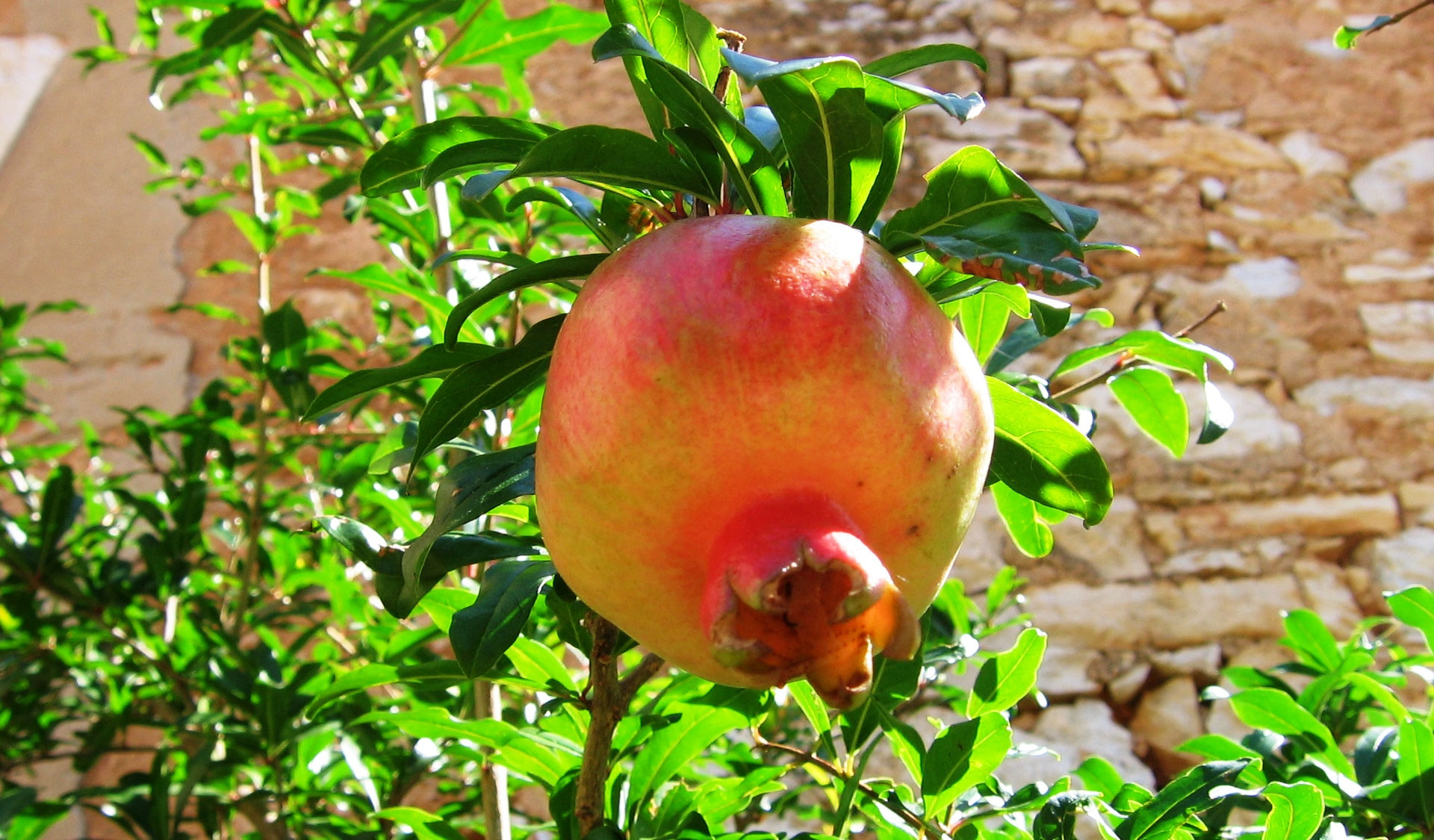 Granatapfel - Gartenbauverein Lampoding
