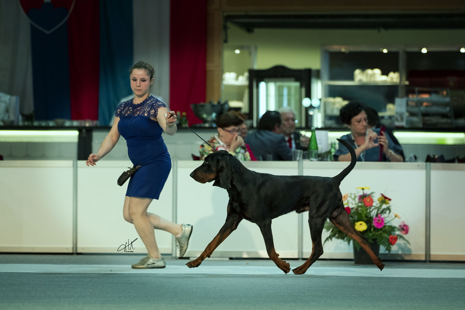 Black and tan Coonhound - Imperial Gordon's jimdo page!