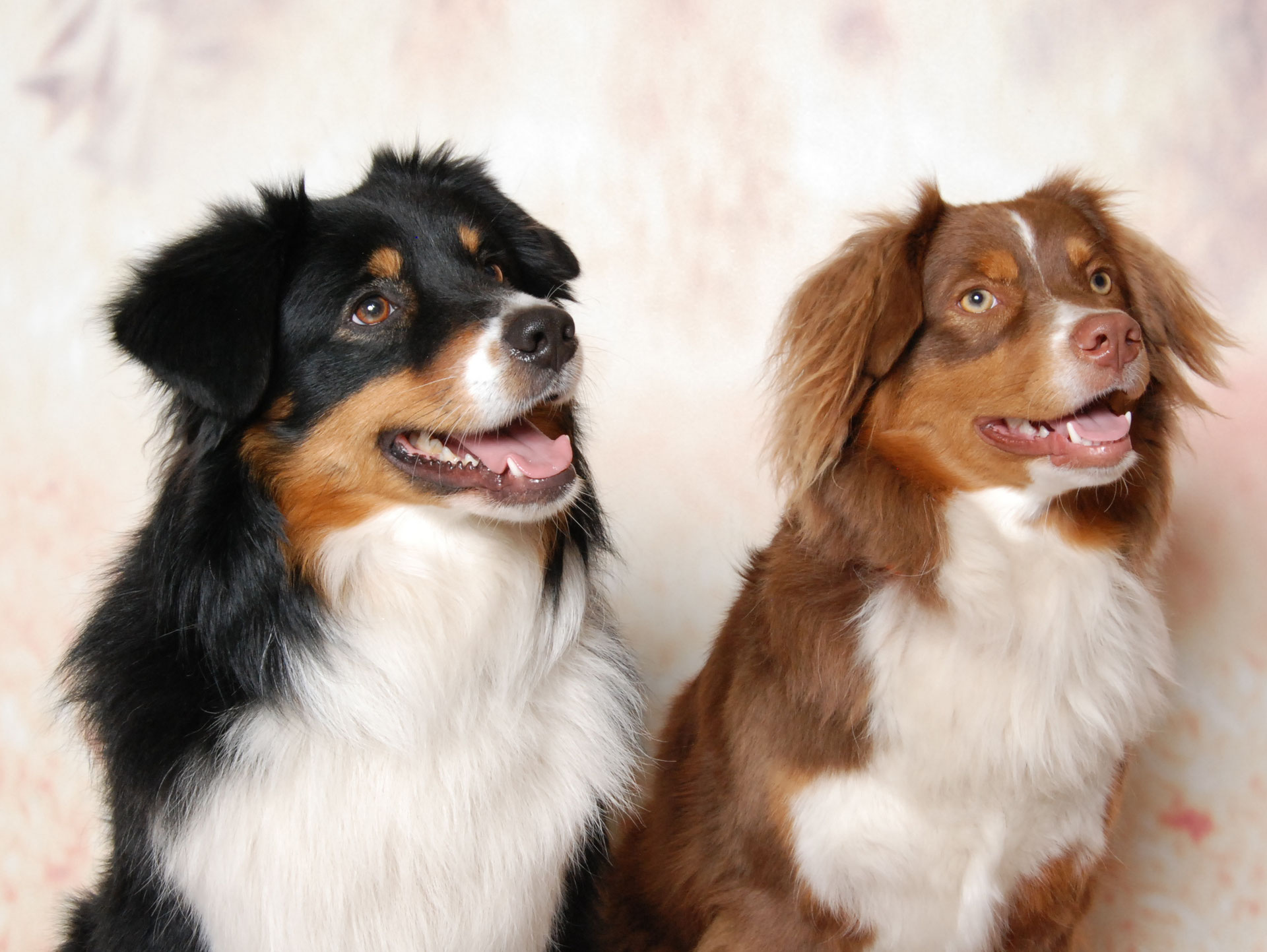 Über uns - mini-aussies-little-sunshines Webseite!