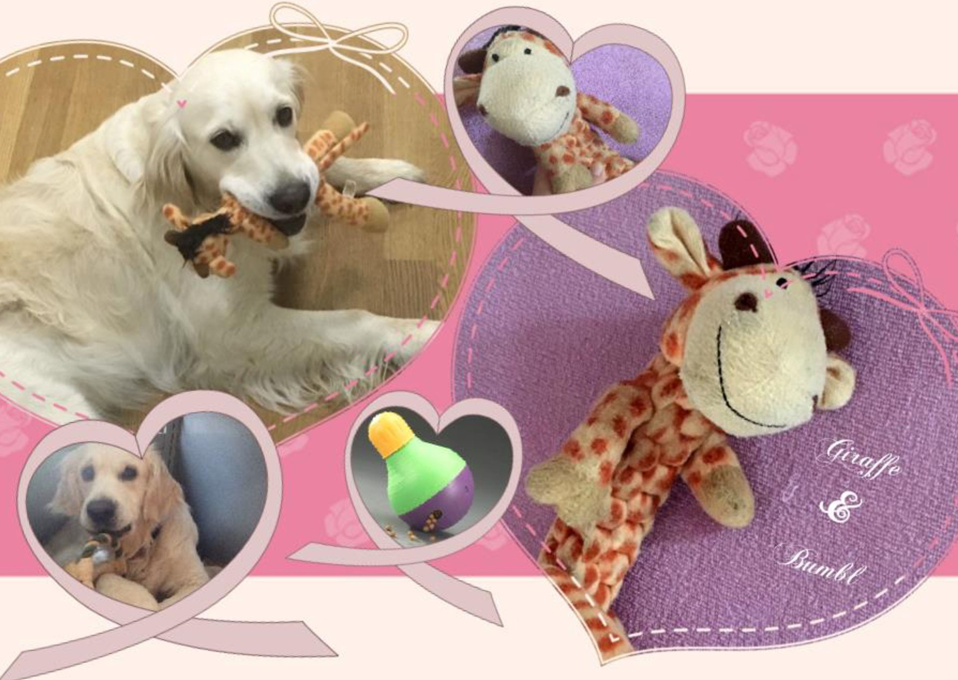 Foto-Gallery - rainbow-pawss Webseite!