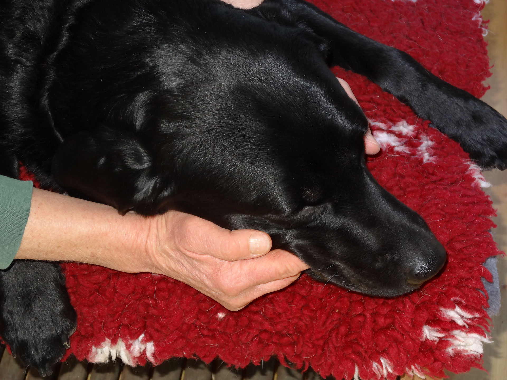 Tellington TTouch Methode - lucky-animalss Webseite!