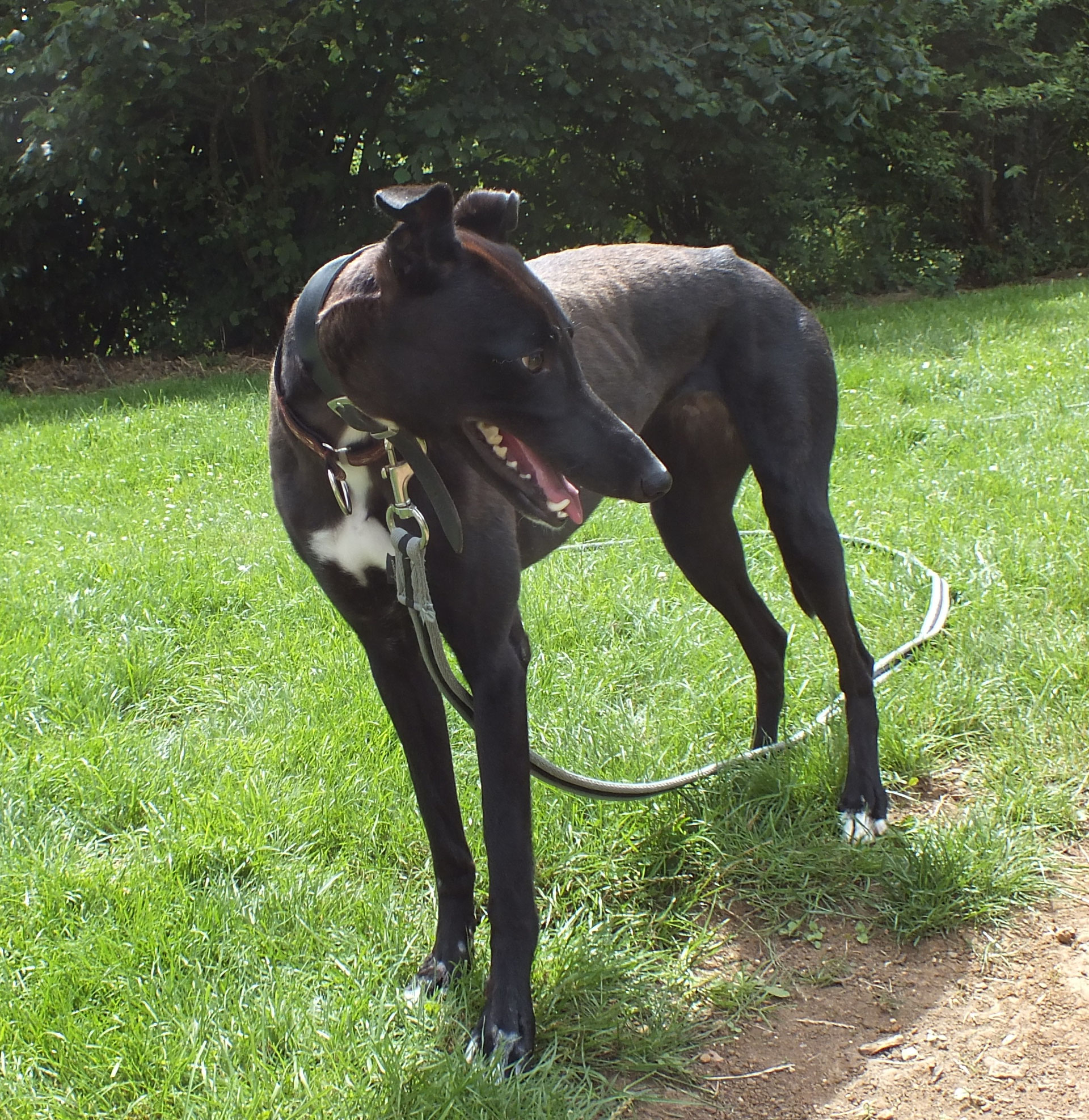 LEVRIERS GREYHOUND - Site de lecercledarduina