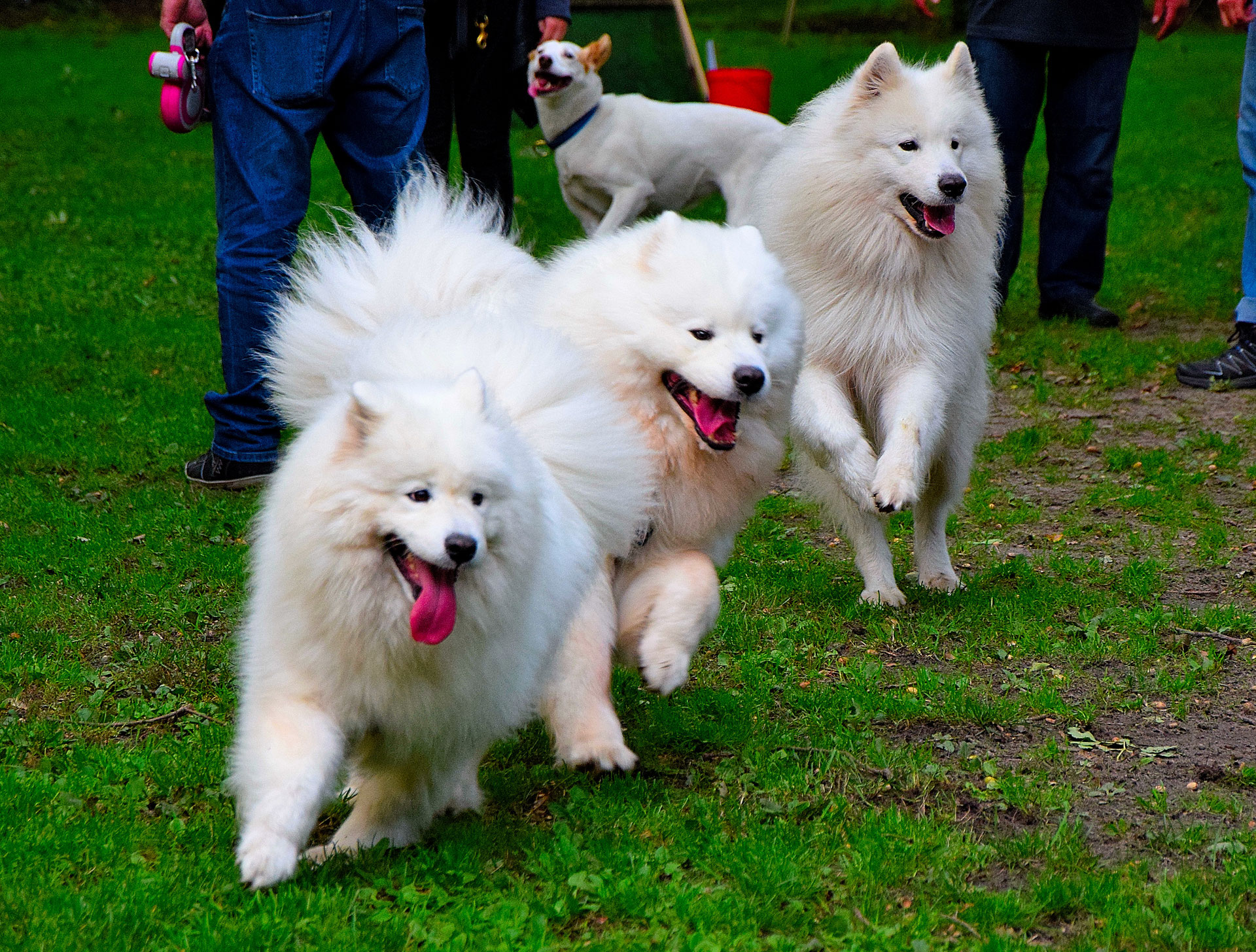 Samojedentreffen - Samojeden of Sparkeling White Dream - Samojeden ...