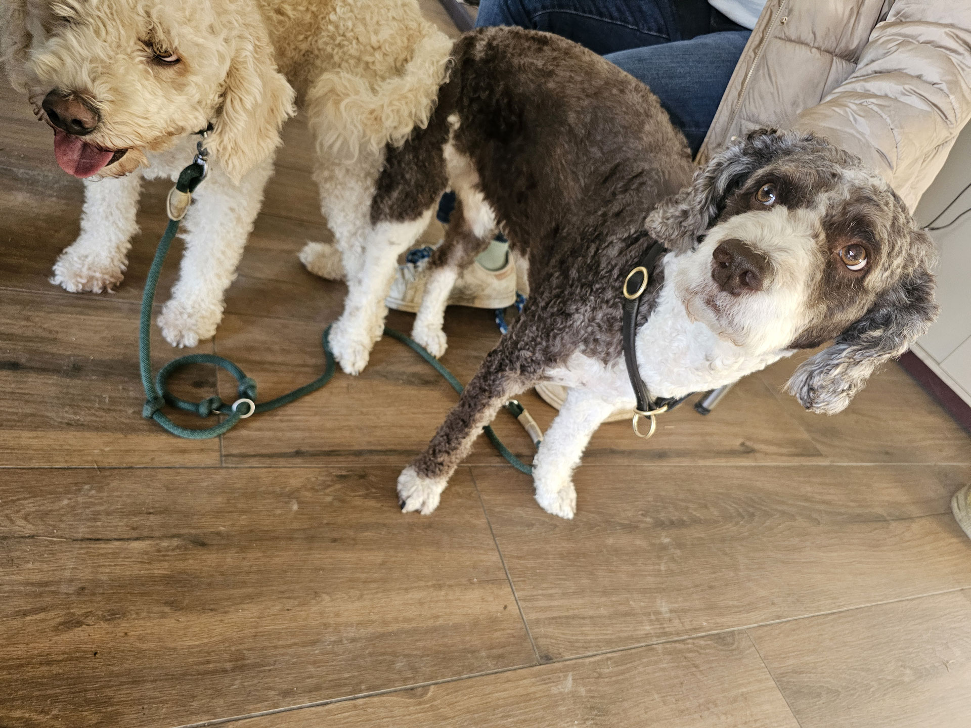 H-Wurf - Perro de Agua Espanol spanische Wasserhunde Unnas Una Berra