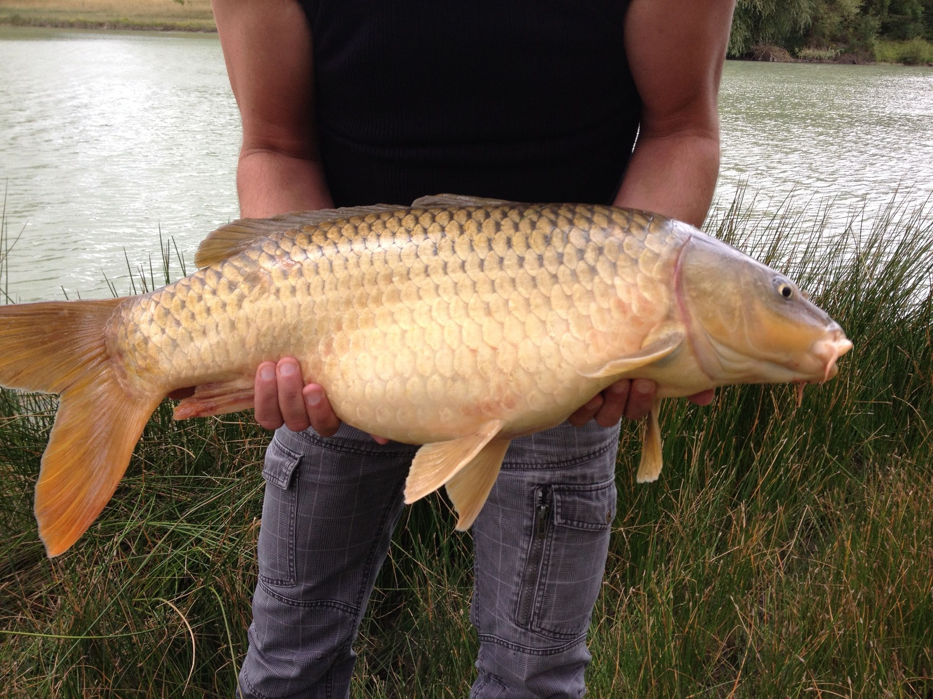 Photos poissons - Site de carpe et nature