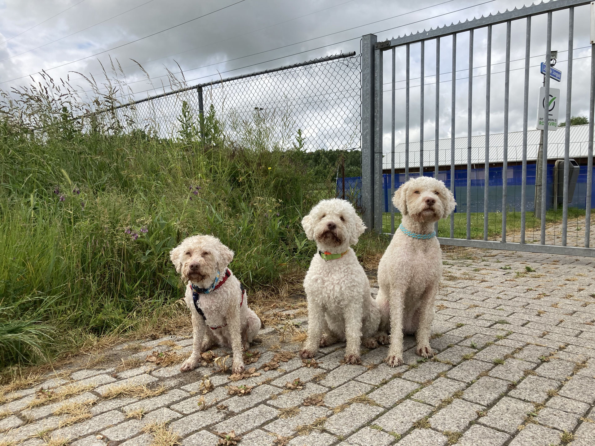 de bevalling en wat vooraf ging - De Wollige Hond