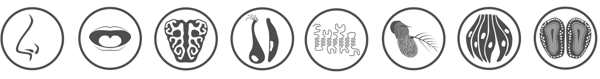 ECRO Membership - chemicalsenses