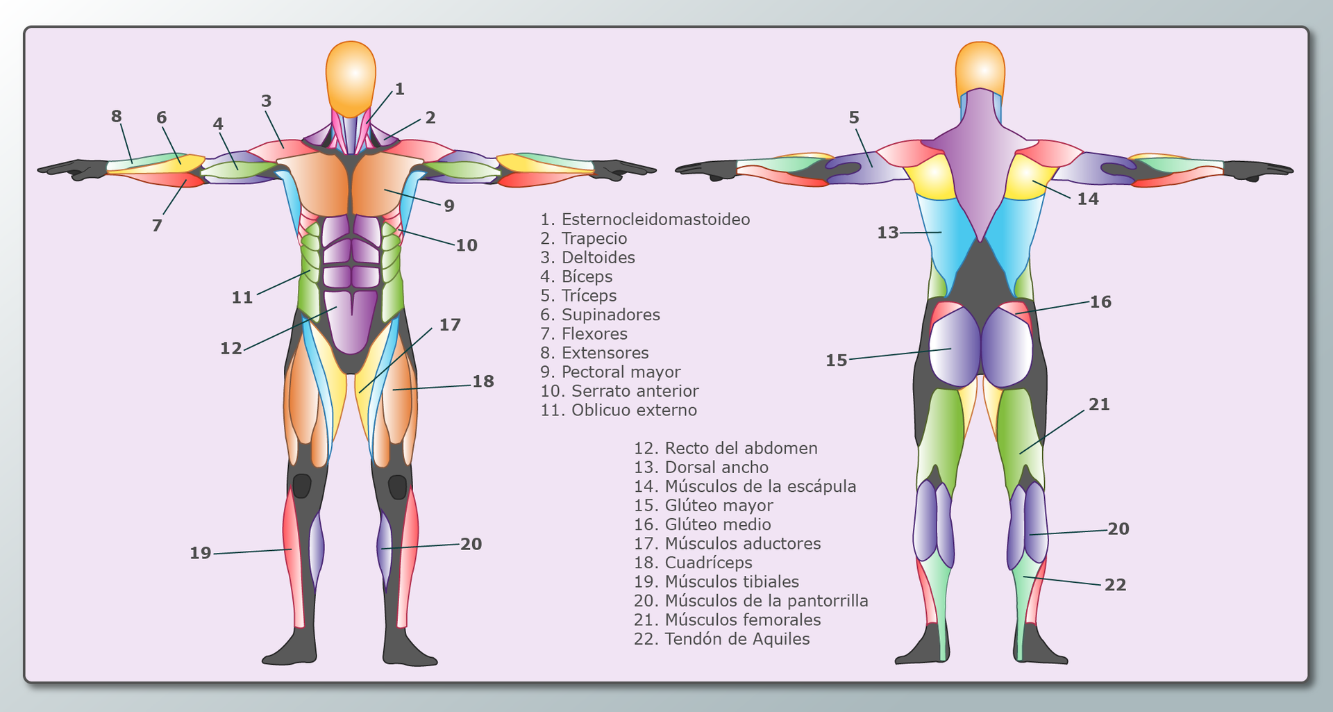 Músculos - Guía Poly-Clay