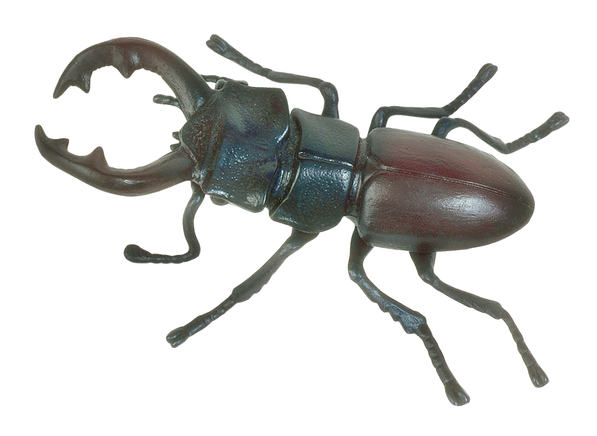 Lucane Cerf-volant : taille, poids, habitat, reproduction ...