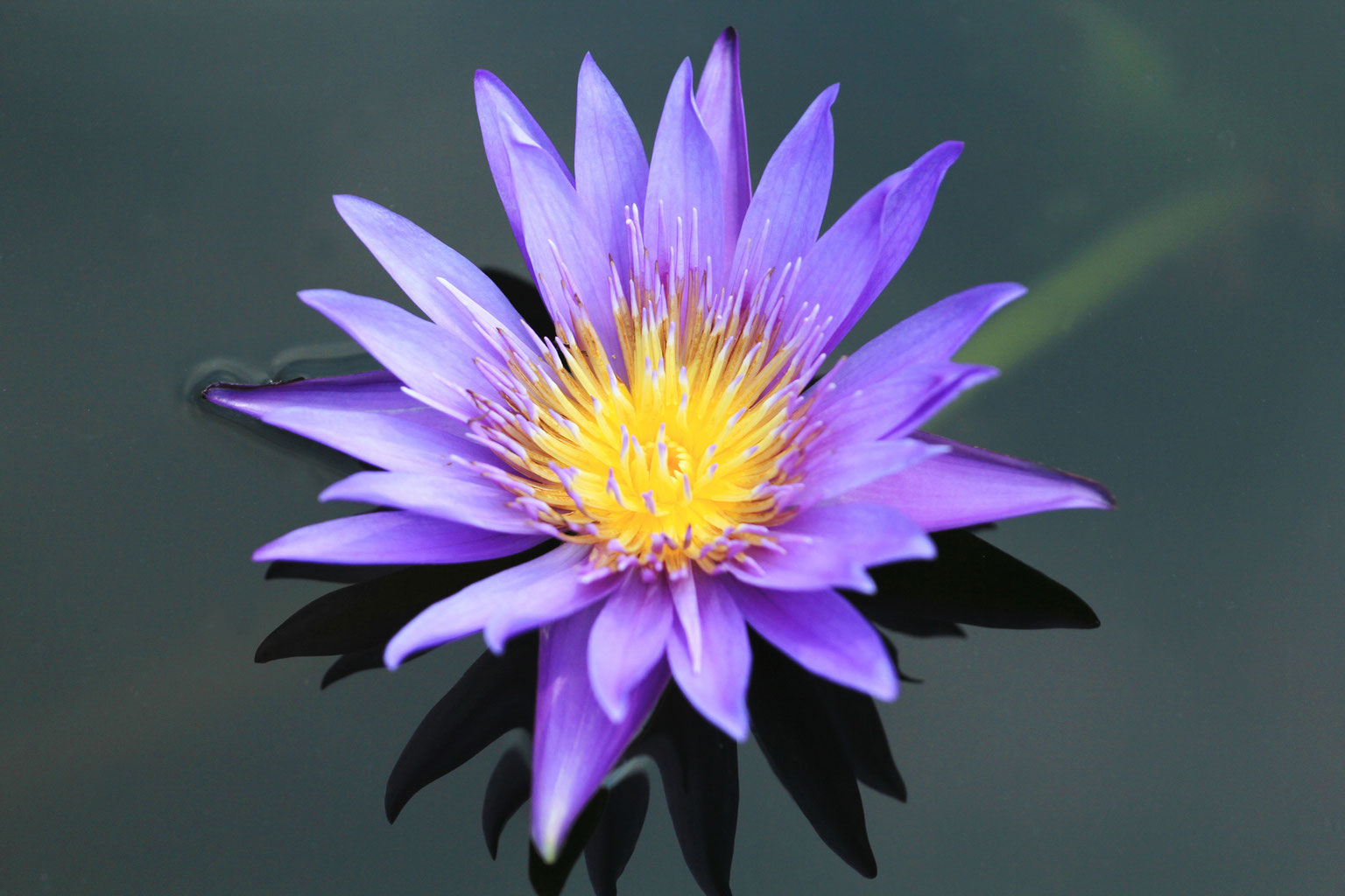 What to Look for - Gail Post, Ph.D.