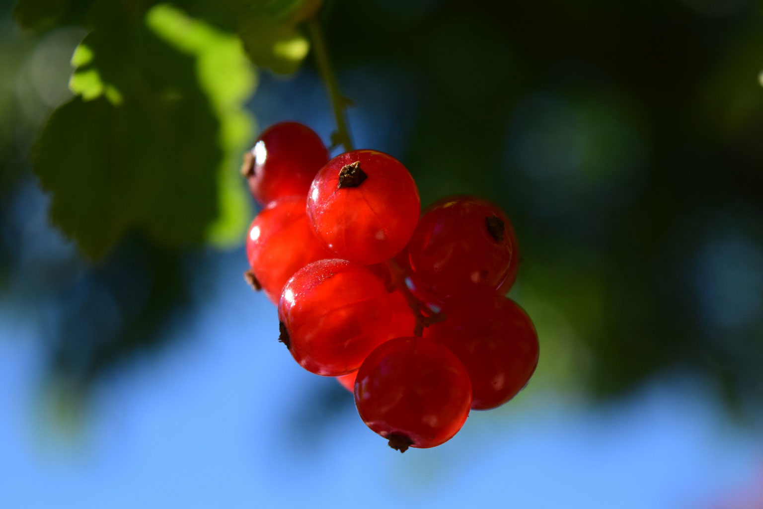 Biobeerengarten - Biobeerengarten Hummel