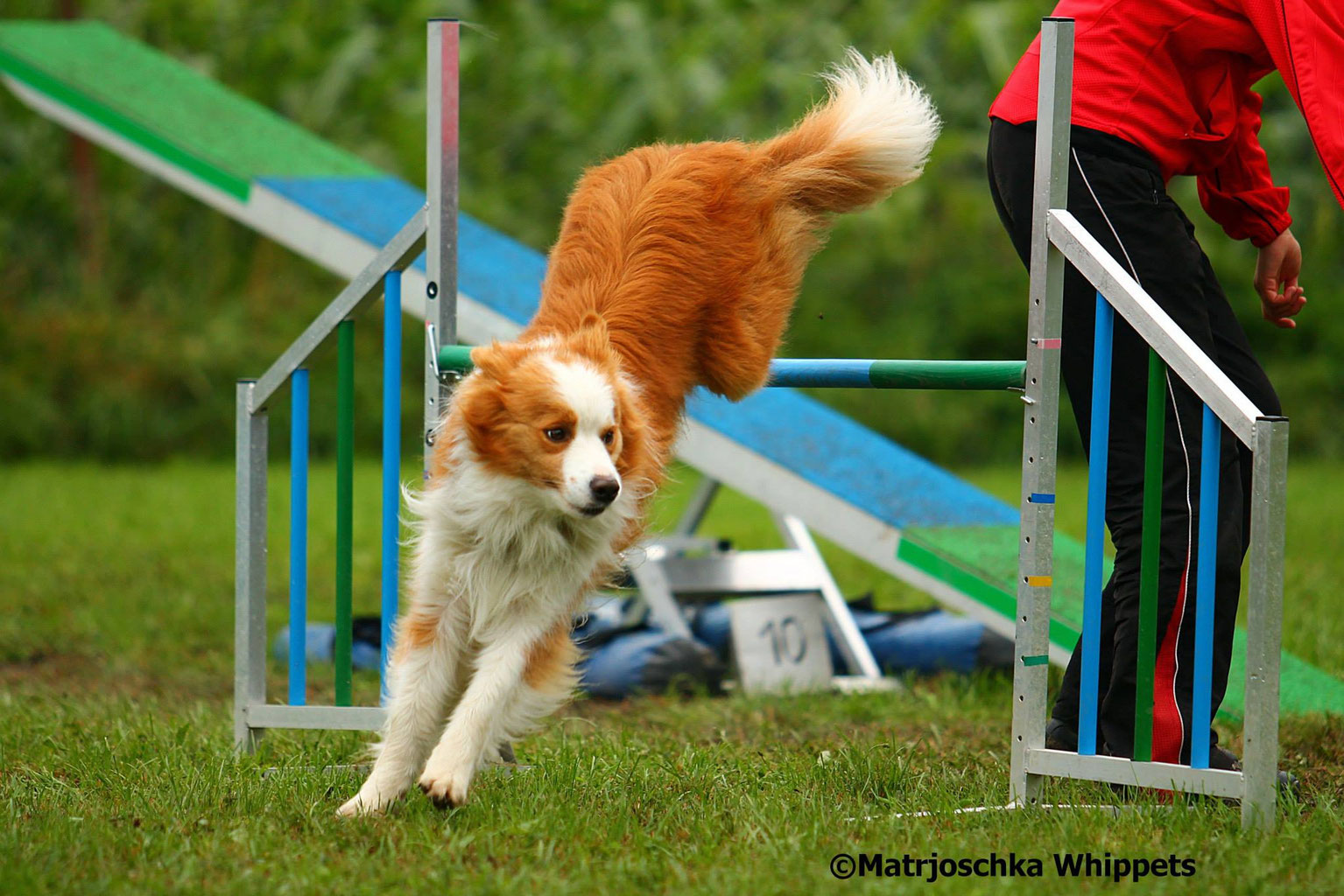 Agility - wildcatandskywalker
