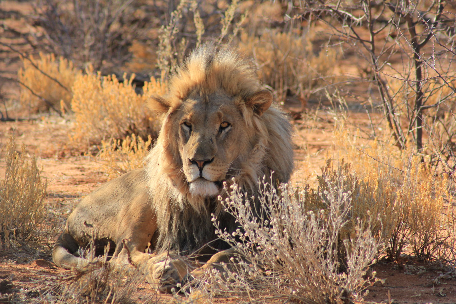 Namibia Tierwelt Bilder _ Wildtierbestand in Namibia – BKZXTZ