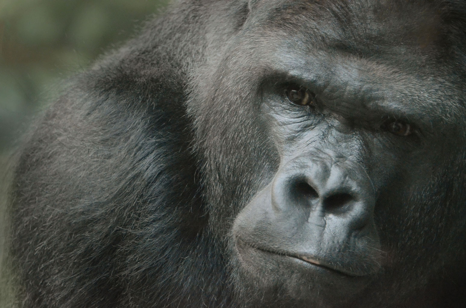 BAGIRA - arranz-photographers Webseite!