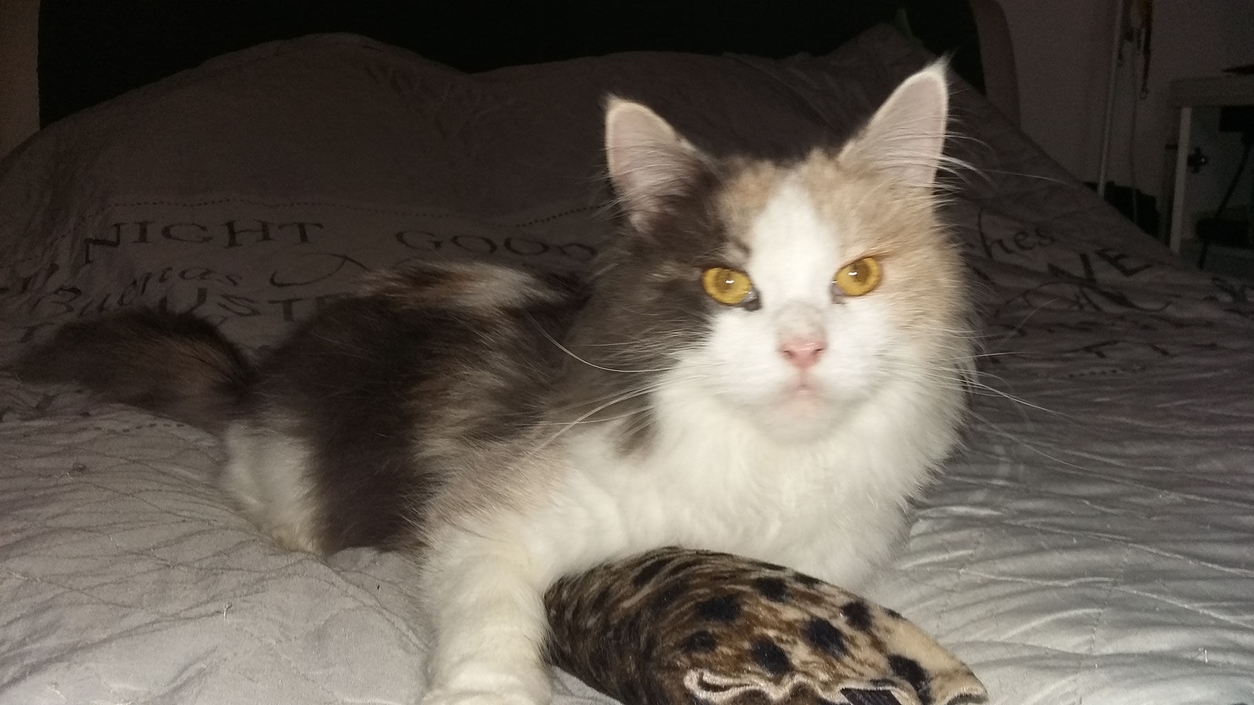 J - Wurf - mainecoonvomheidenturms Webseite!