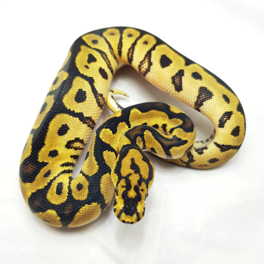 Killer Clown Ball Python