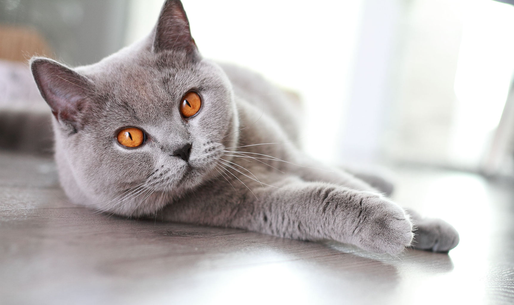 Unsere Katzen - bkh-von-kawerinni