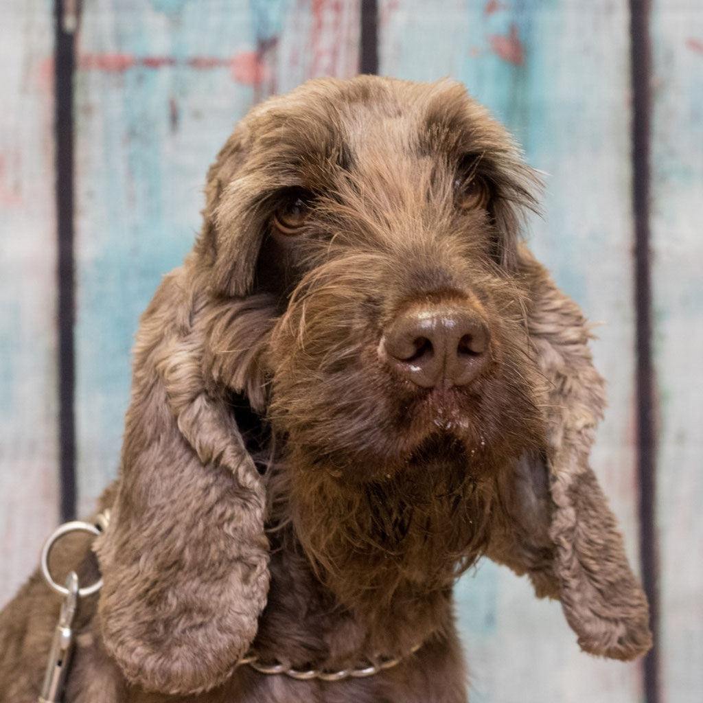 Hond zoekt Baas - De website van buddyandblue!