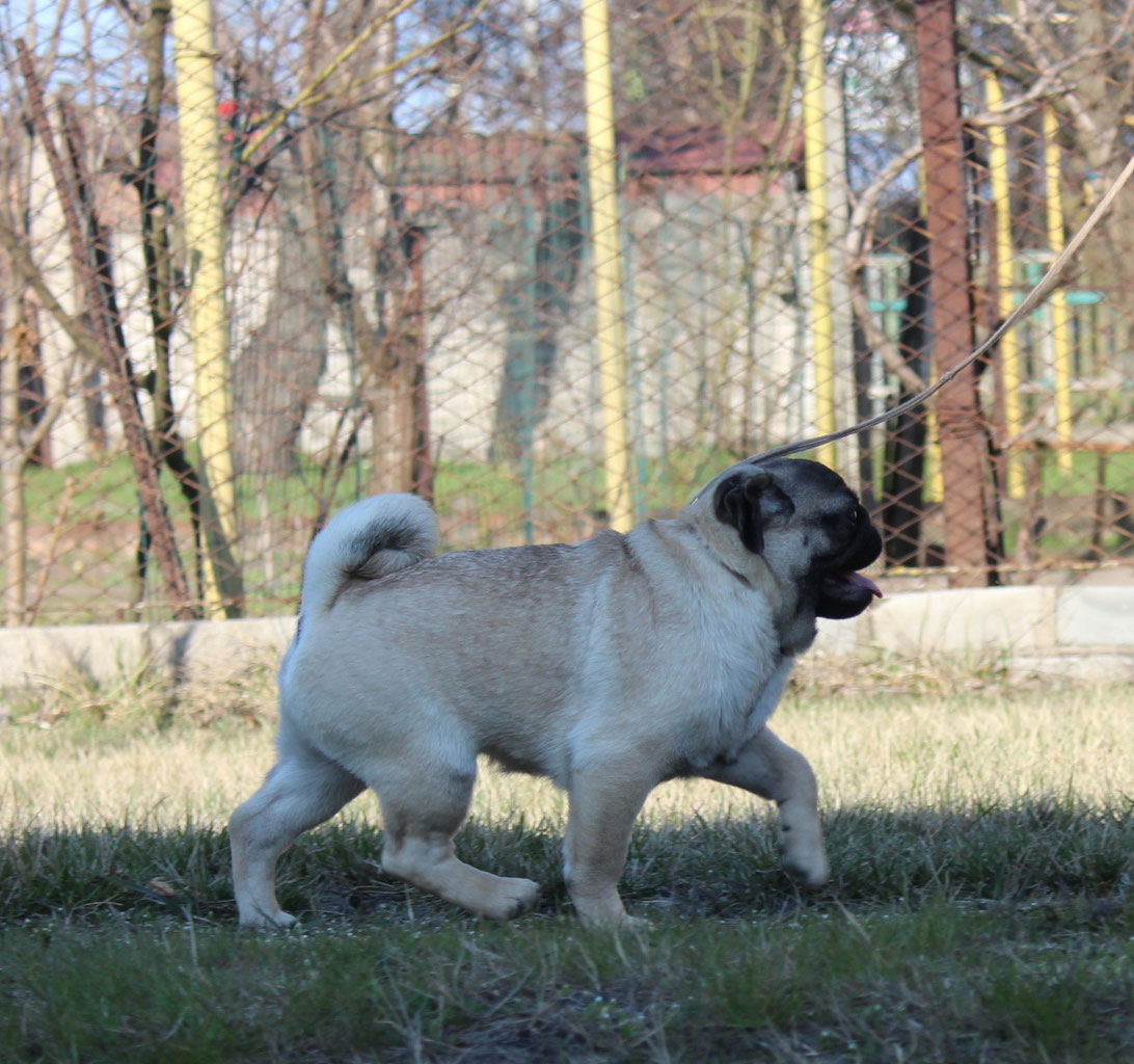 Litter H - brightbrilliant.jimdo.com